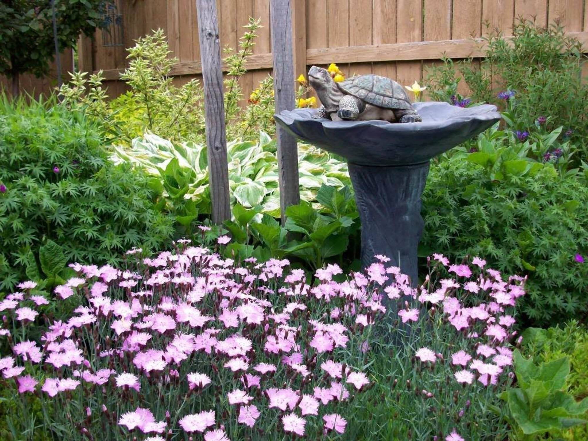 Seedville 200 Cottage Pinks Flower Seeds, Laced or Feathered Dianthus ...