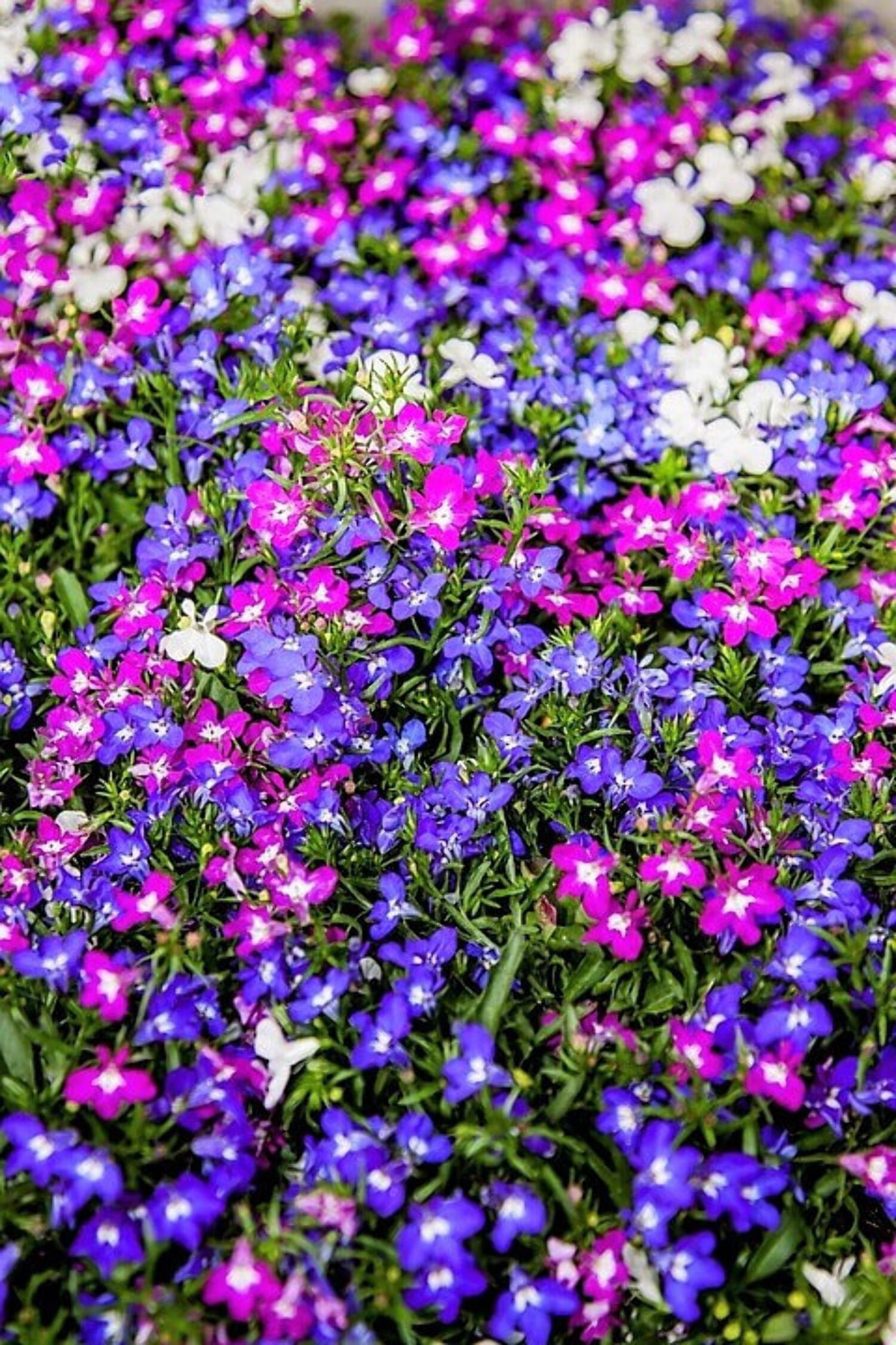 Seedville 200 Lobelia Regatta/ Lobelia Erinus Mix Flower Seed - Walmart.com