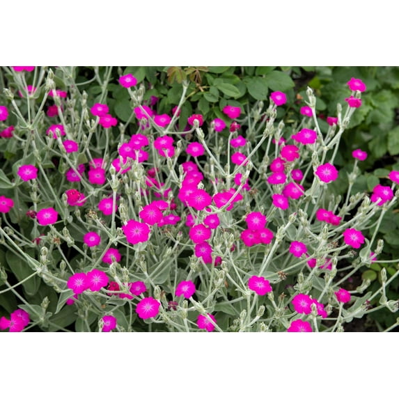 200 Organic Perennial Rose Campion Magenta Silver Catchfly Flower Seeds ...