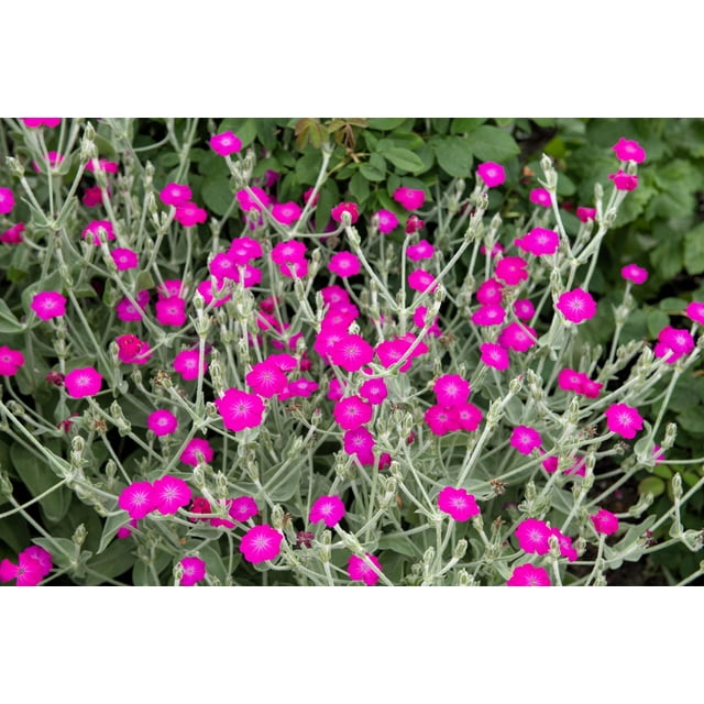 200 Organic Perennial Rose Campion Magenta Silver Catchfly Flower Seeds ...