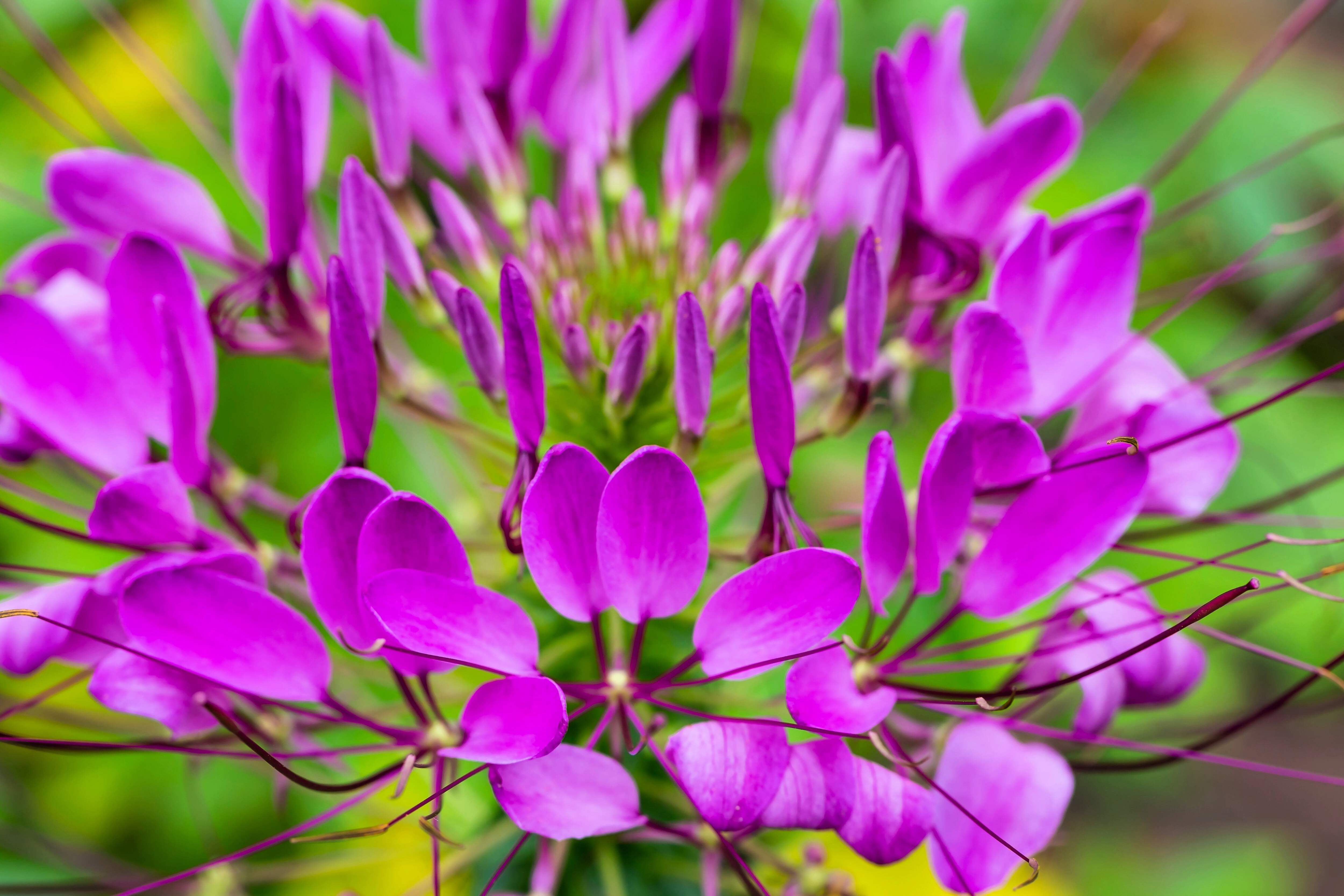 100 VIOLET QUEEN CLEOME (Spider Flower) Cleome Hassleriana Cleome ...