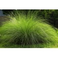 200 WEEPING LOVE GRASS Ornamental African Lovegrass Eragrostis Curvala ...