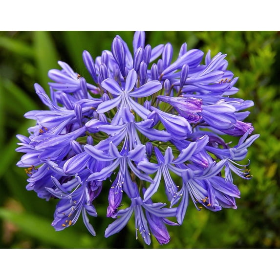 25 Hardy Blue Lily of the Nile, Agapanthus Orientalis African Lily ...