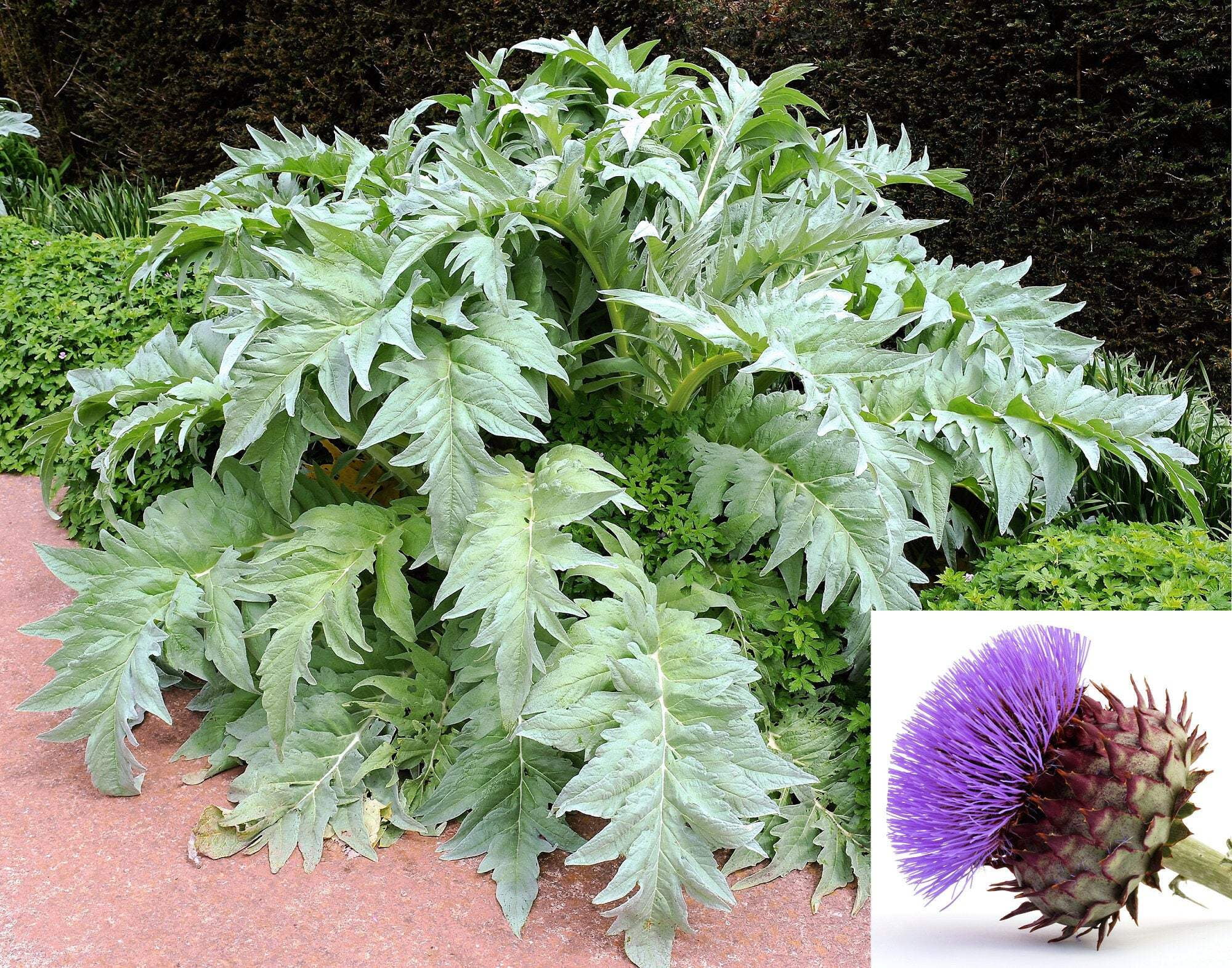 25 CARDOON Cynara Cardunculus aka Artichoke Thistle Perennial Edible ...