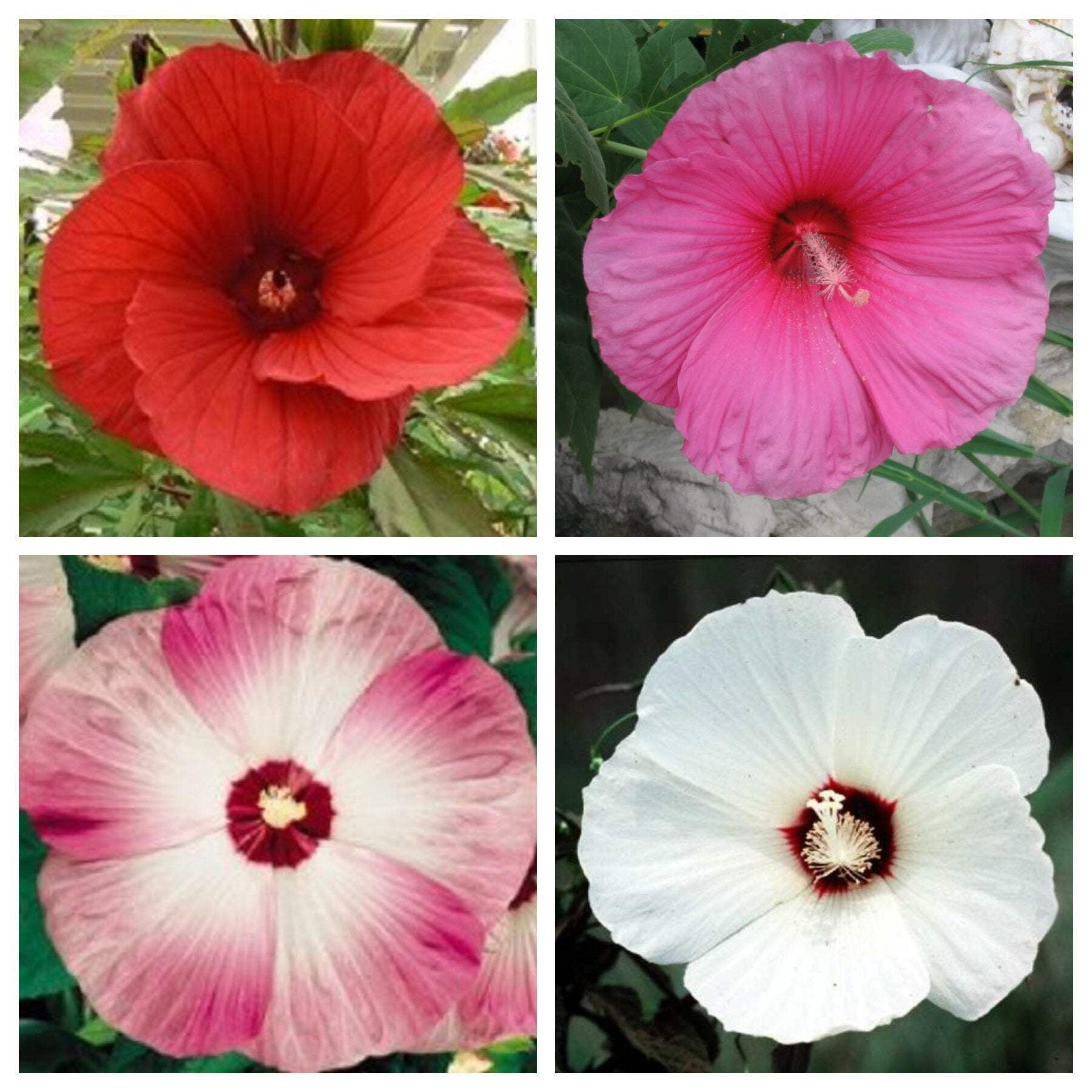 25 Mixed Luna Hibiscus Moscheutos Hardy Flower Seeds - Red, Hot Pink ...