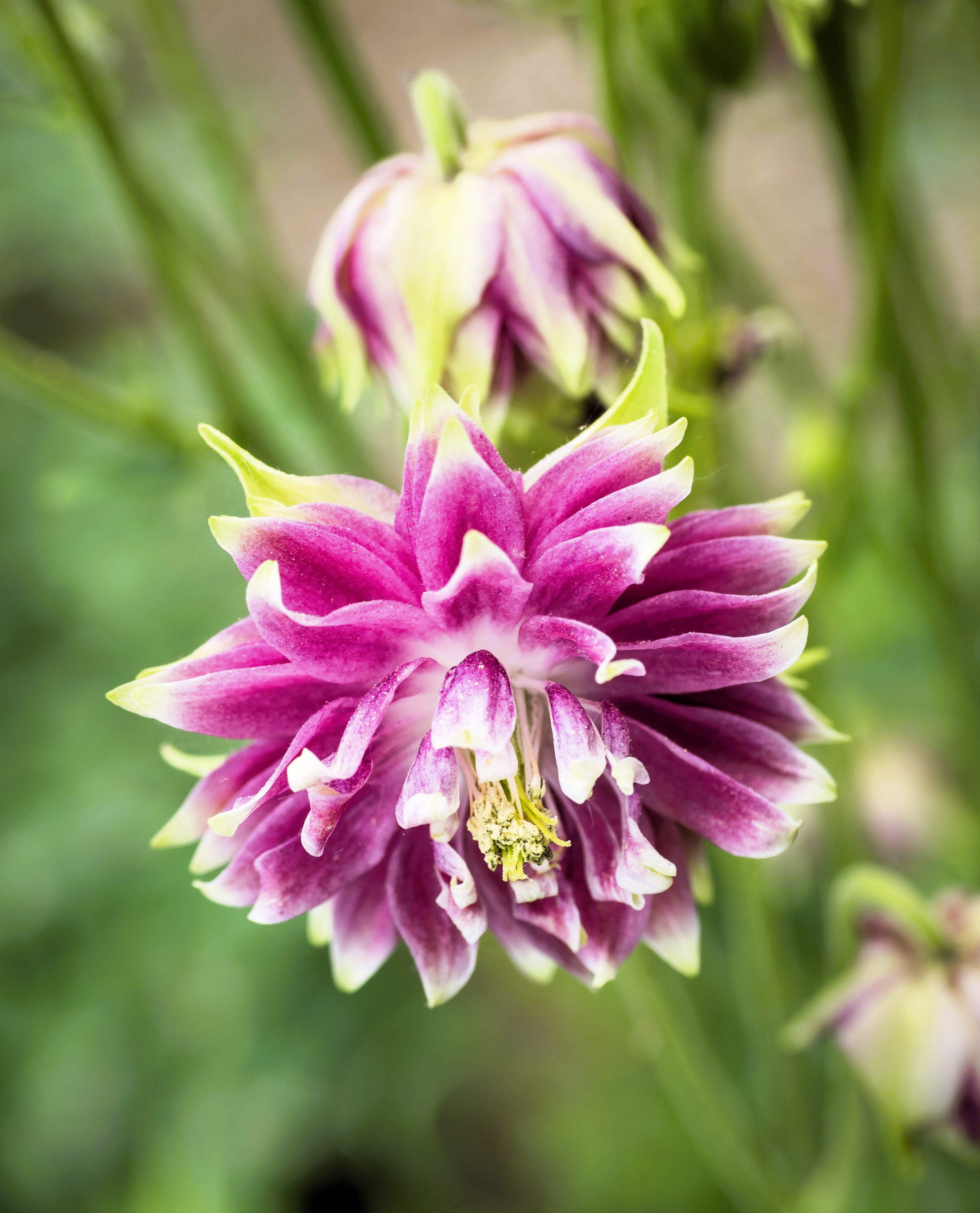 Seedville 25 Nora Barlow Pink Columbine Flower Seeds, Attracts Bees ...