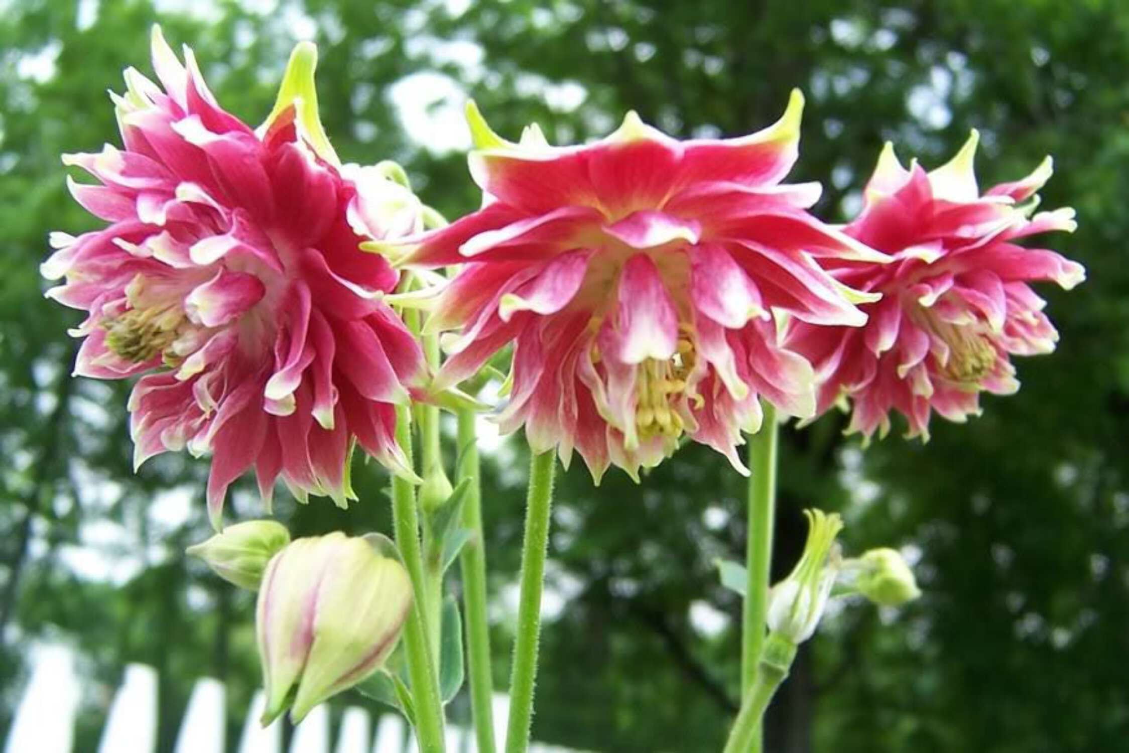 Seedville 25 Nora Barlow Pink Columbine Flower Seeds, Attracts Bees ...
