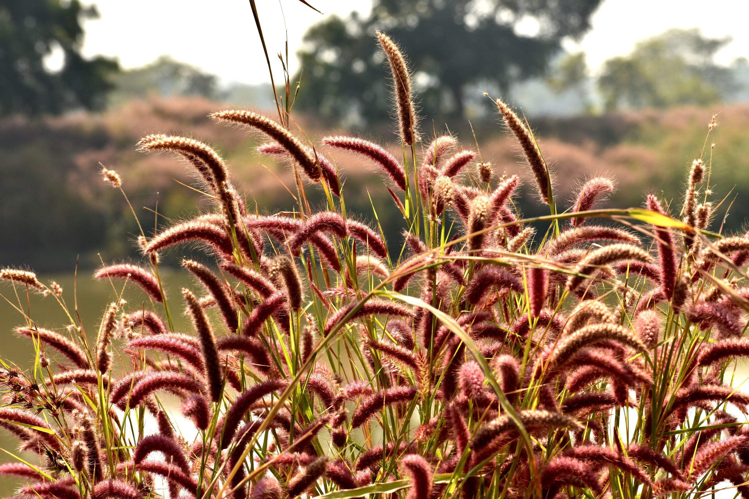 Seedville 25 Red Jewel Millet/ Setaria Italica Flower Seed - Walmart.com