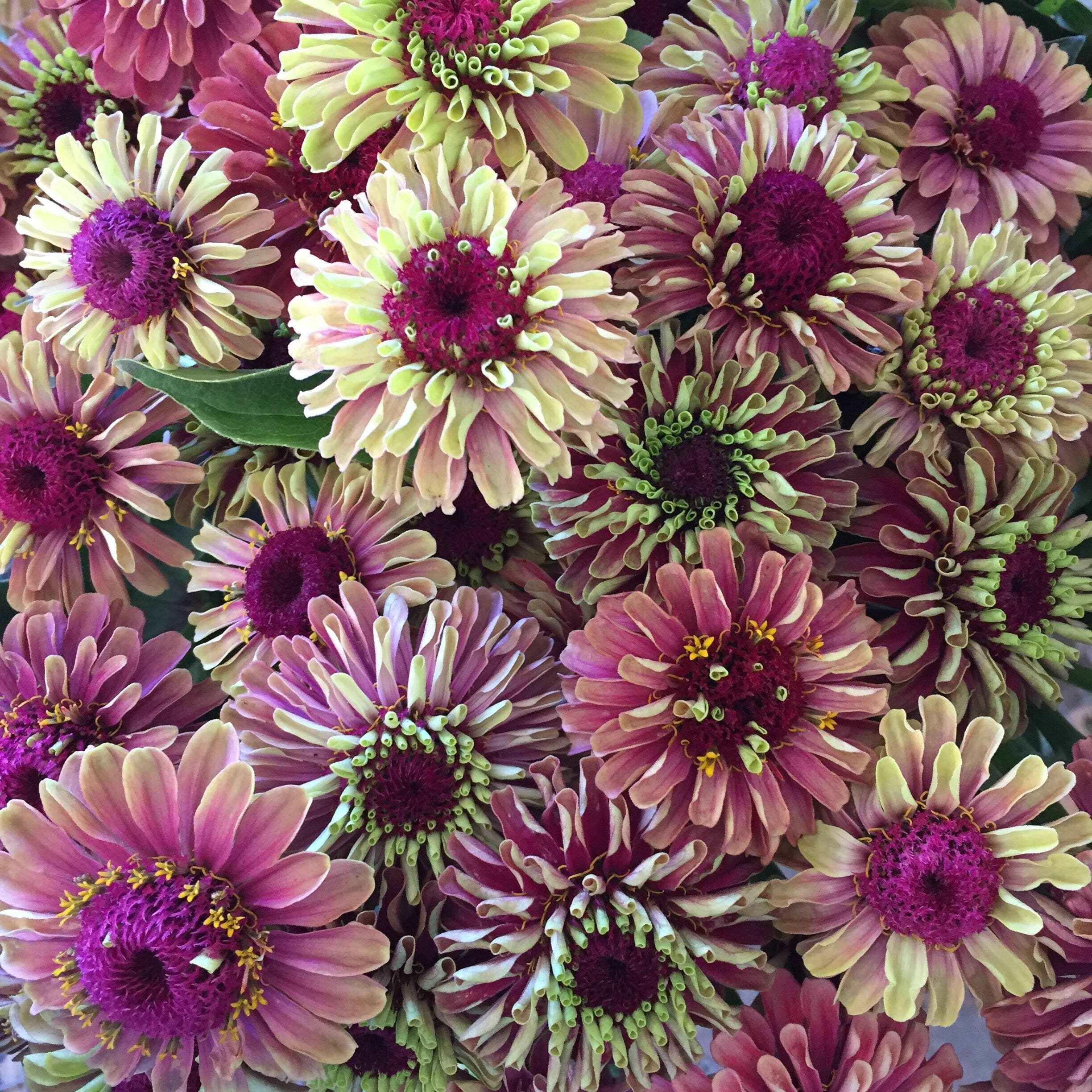 25 RED LIME QUEENY ZINNIA Elegans Green Queen Flower Seeds - Walmart.com
