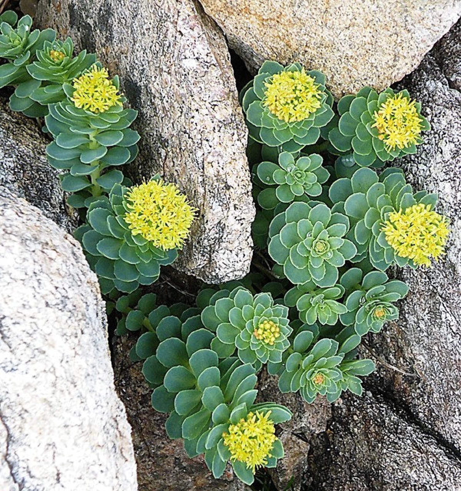 Seedville 25 Roseroot Stonecrop Flower Seeds, Succulent - Walmart.com