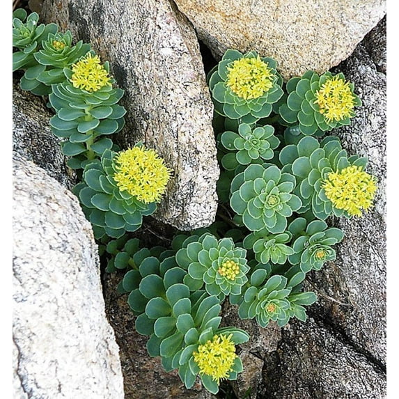 Seedville 25 Roseroot Stonecrop Flower Seeds, Succulent - Walmart.com