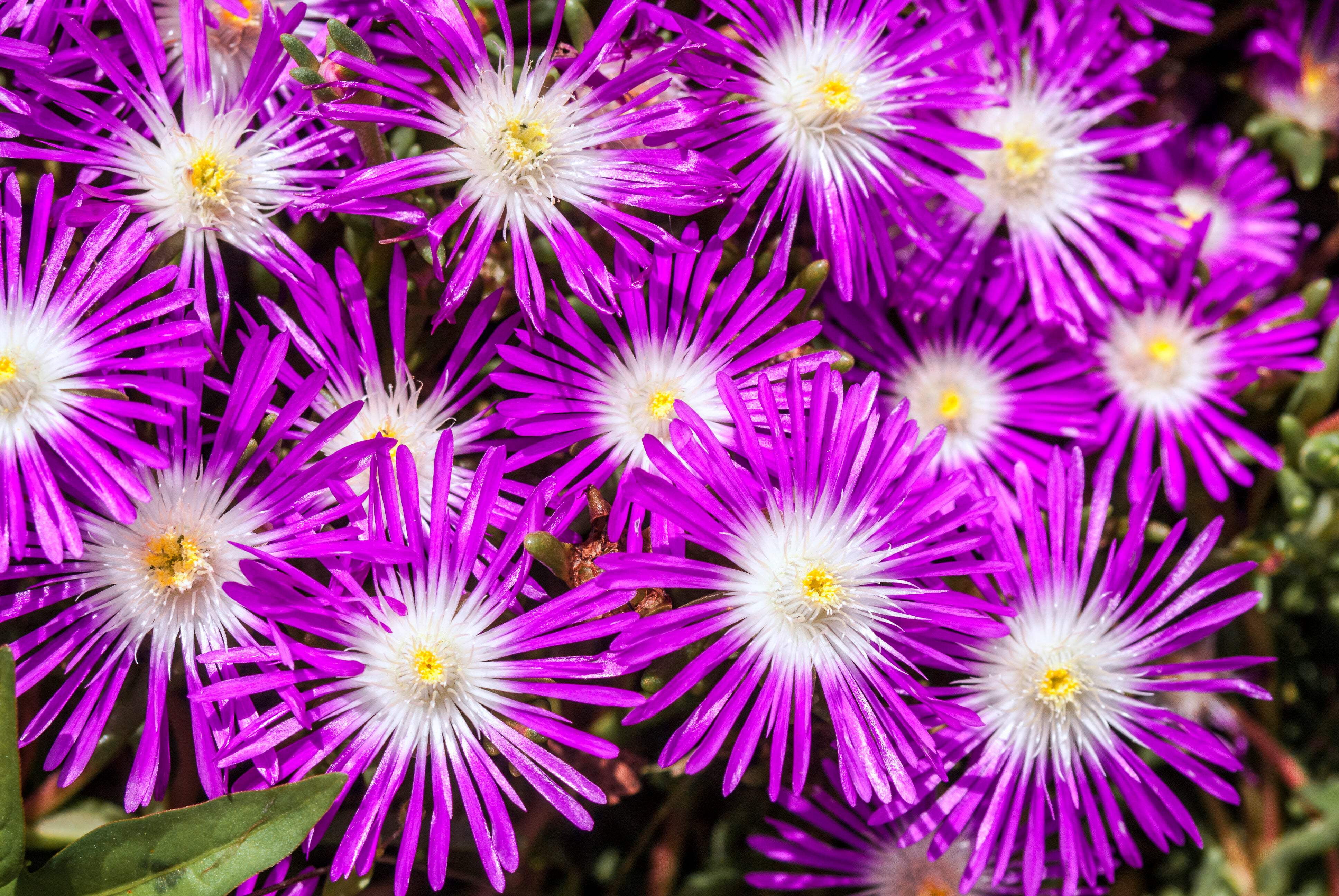 Seedville 25 Stardust Ice Plant Floribunda Perennial Flower Seeds ...