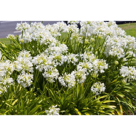 25 White Lily of the Nile Agapanthus Orientalis African Lily Flower ...