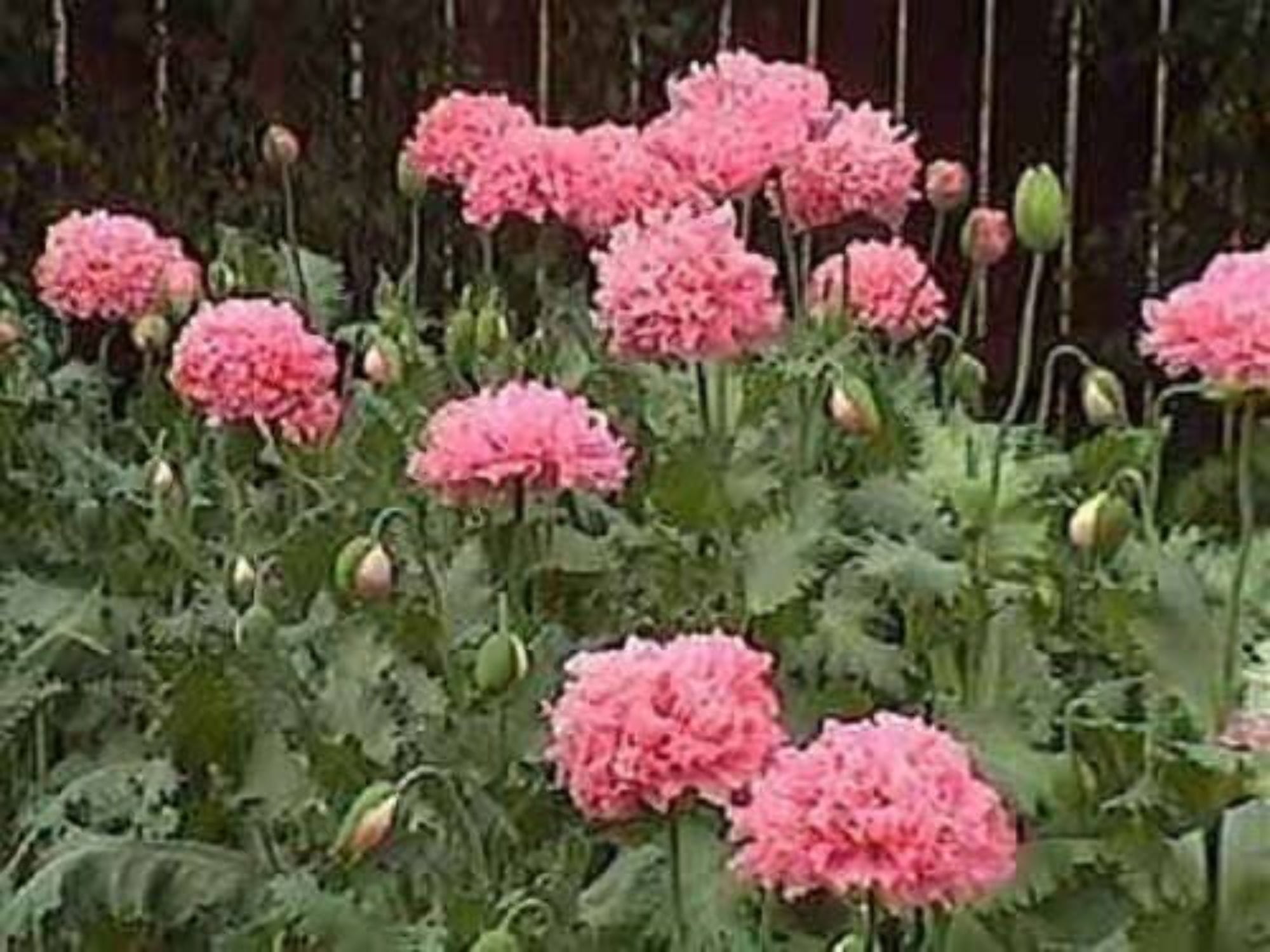Seedville 250 Bombast Rose Peony Poppy Plant Seeds - Walmart.com