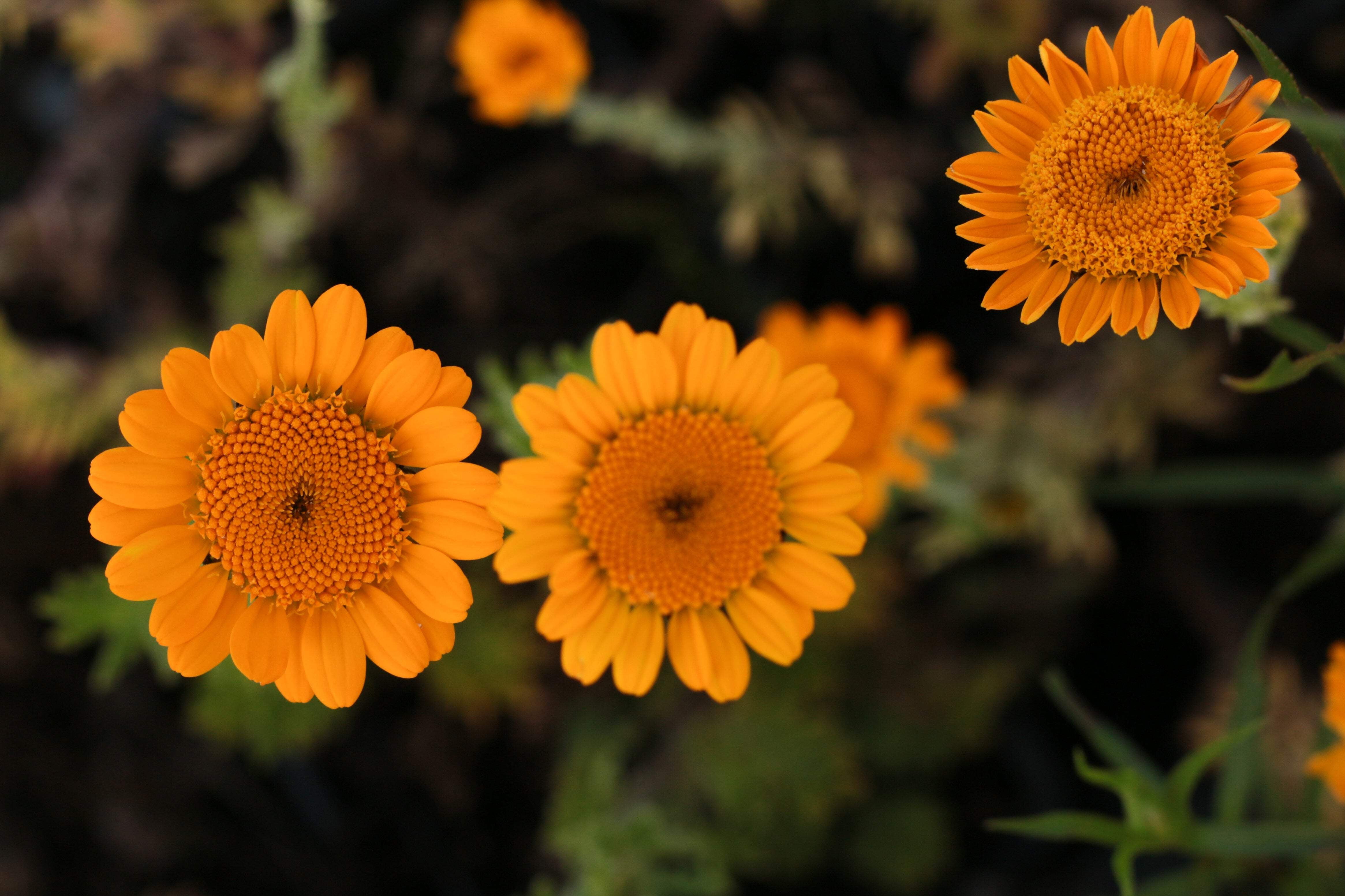 250 ORANGE MARGUERITE DAISY Anthemis Sancti-Johannis Cota Tinctoria St ...