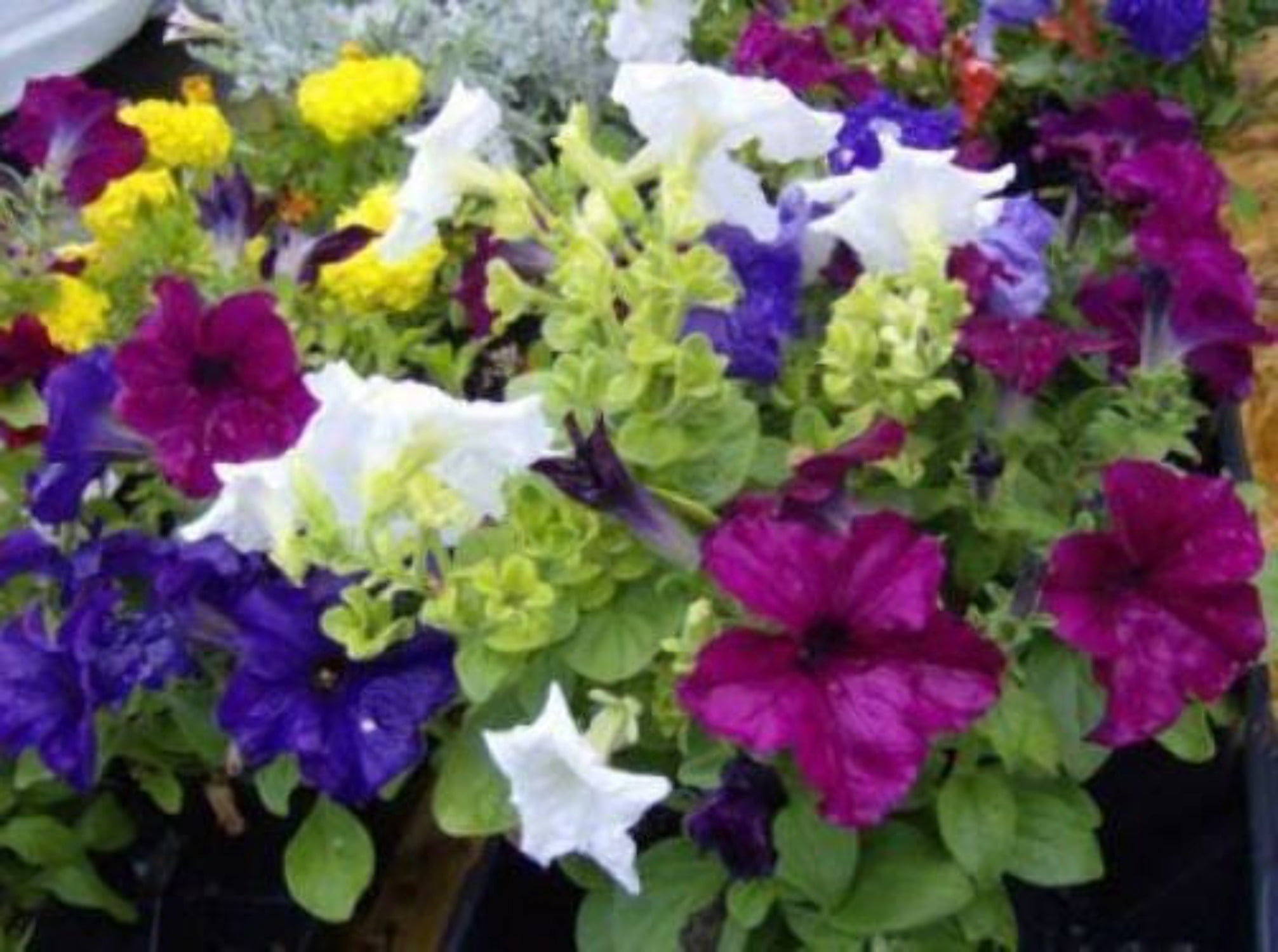 Seedville 250 Petunia Flower Seeds, Mixed Color - Walmart Business Supplies