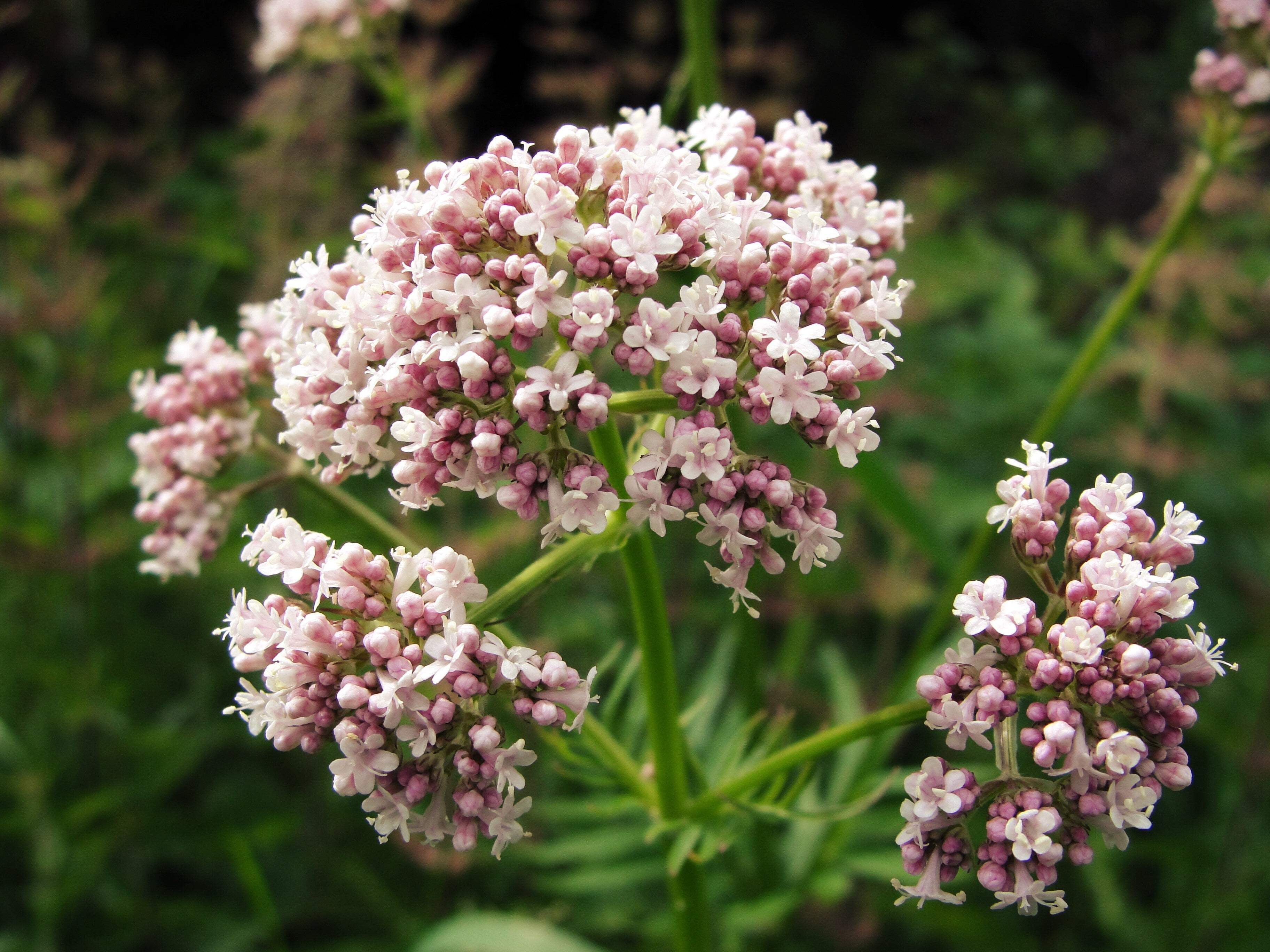 250 Valerian Herb Flower Seeds - Garden Heliotrope / Heal All Plant ...