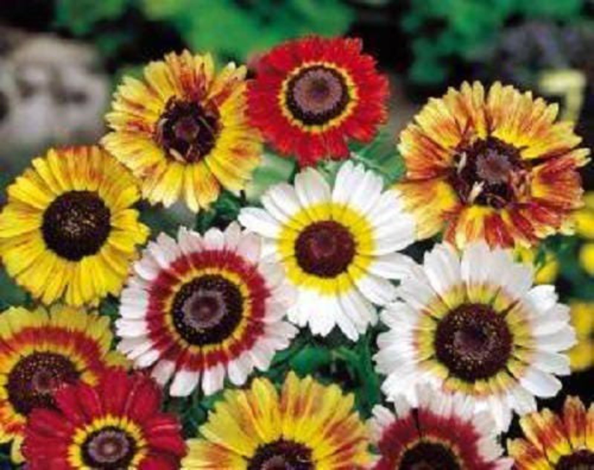Seedville 250 Tricolor Painted Daisy Seeds Chrysanthemum Carinatum ...