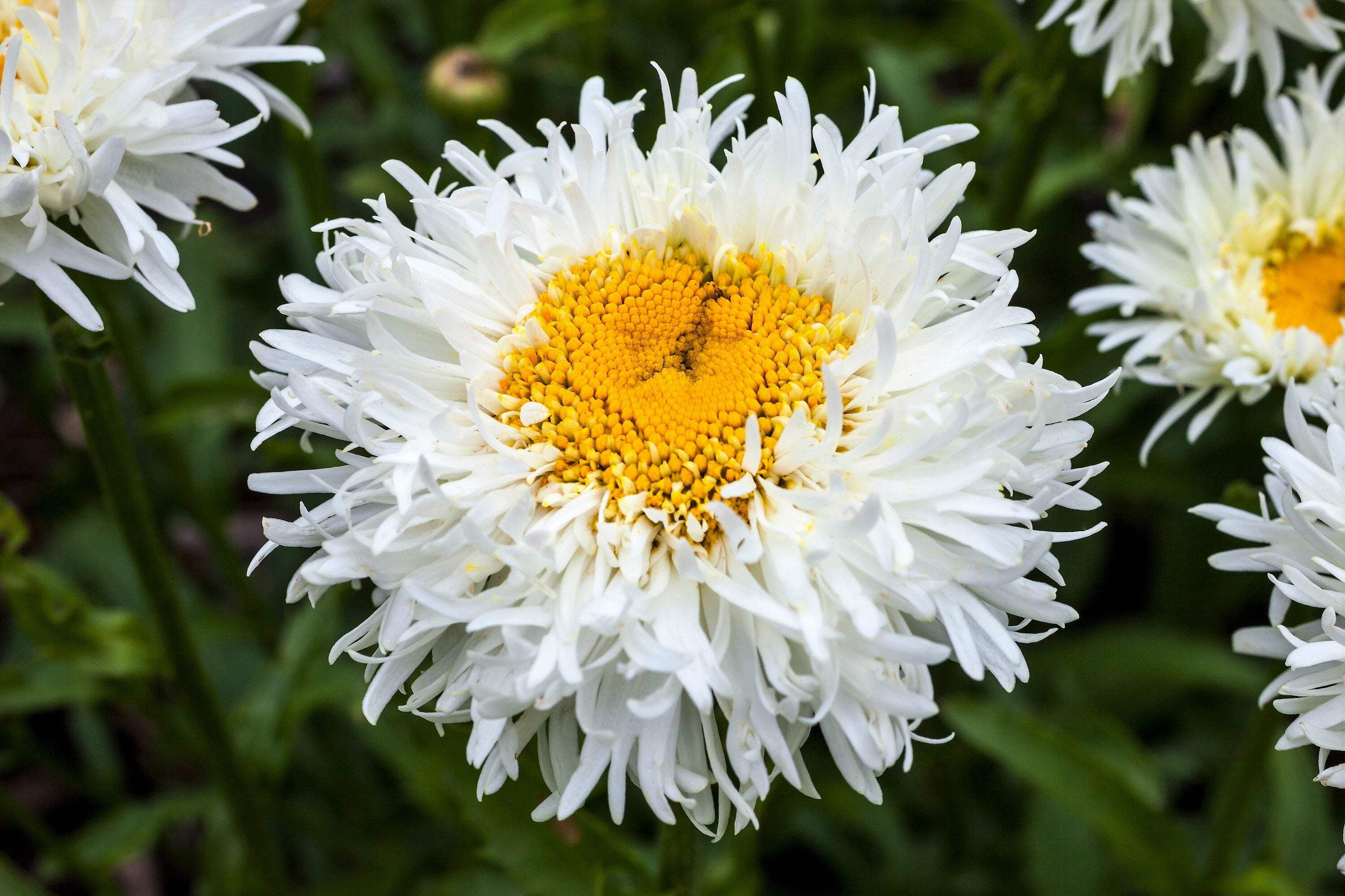 Seedville USA Crazy Daisy Flower Seeds, Leucanthemum x Superbum, White ...