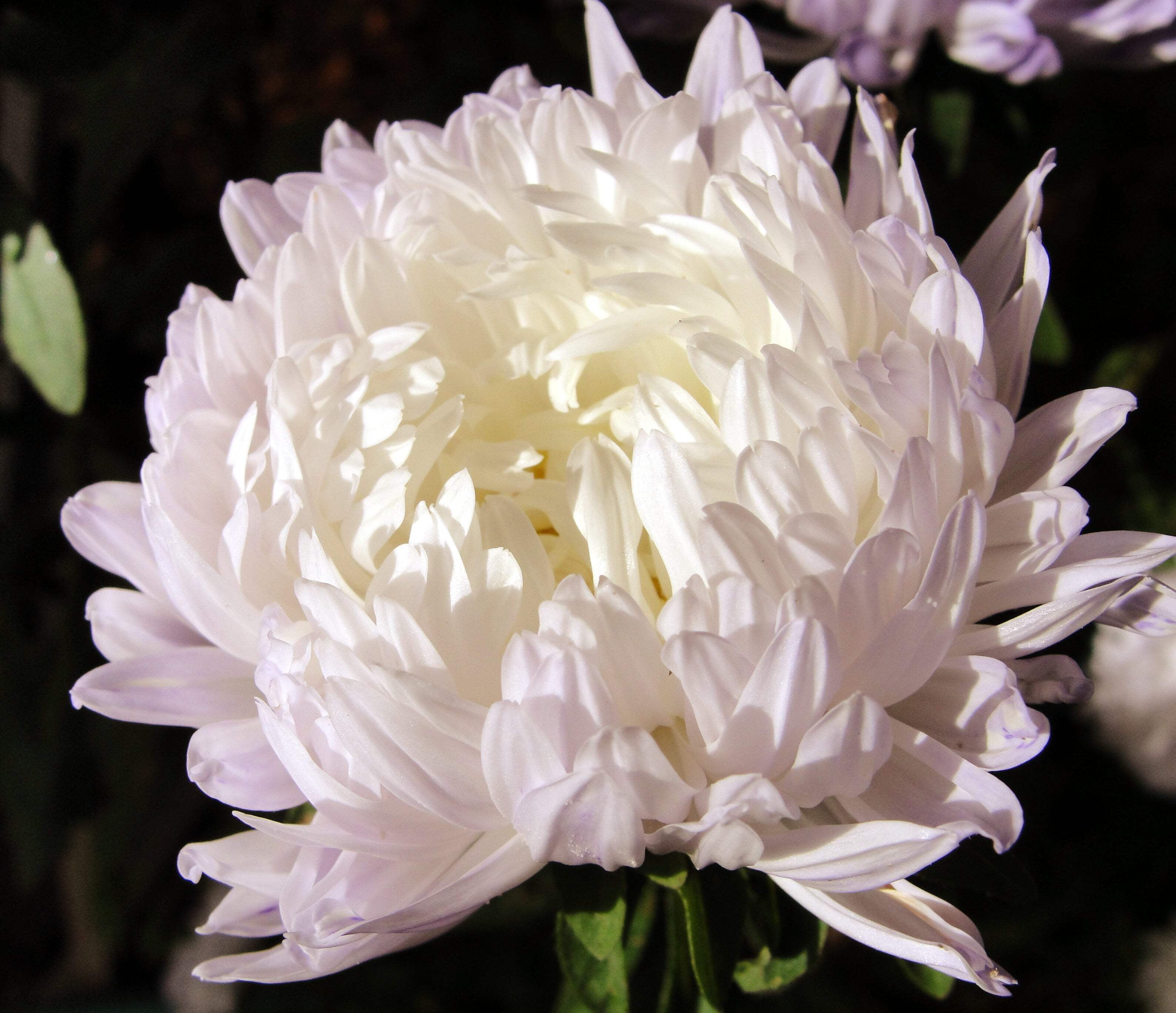 Seedville 30 Duchess White Paeony Aster Double Flower Seeds ...