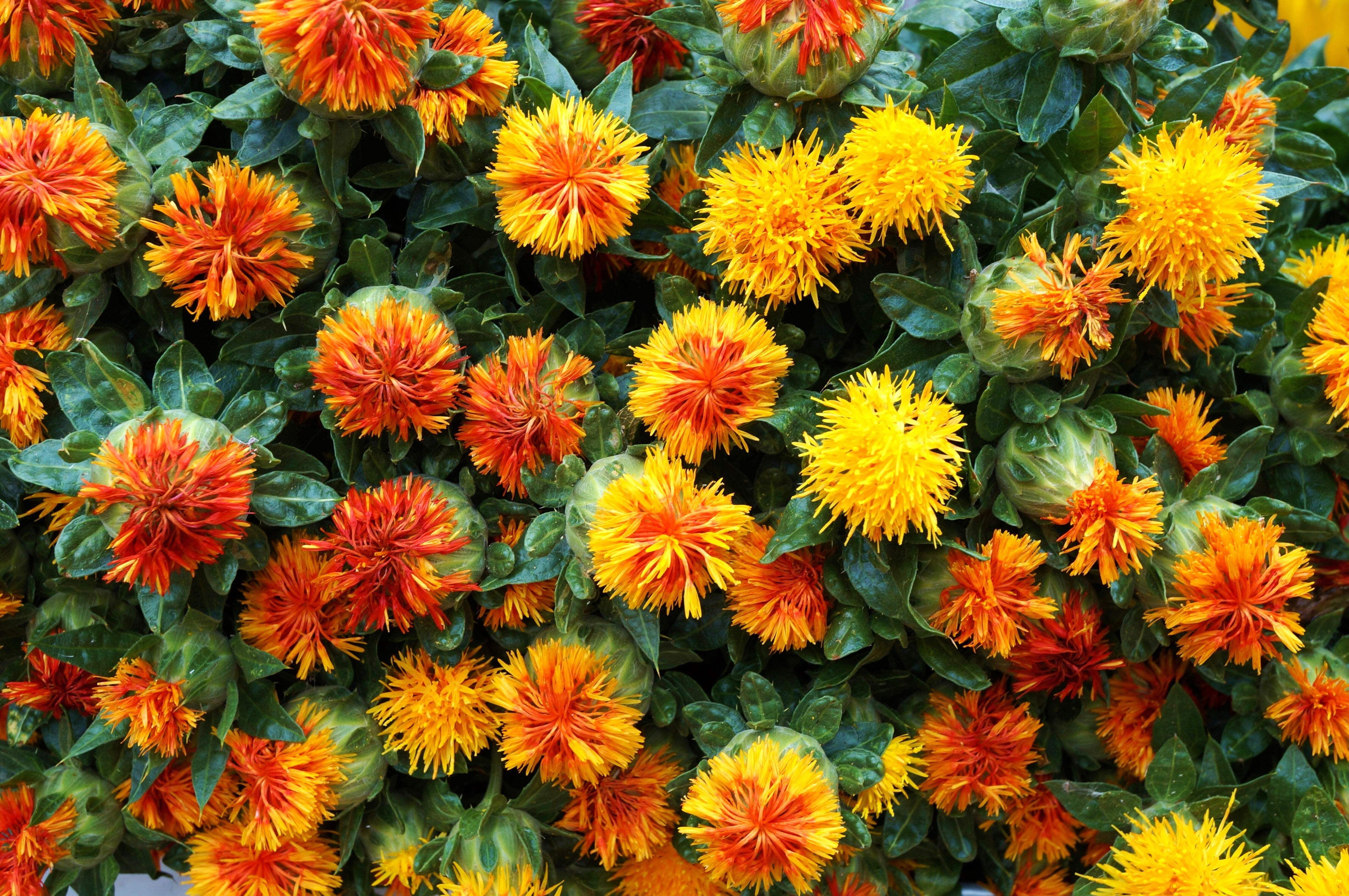 Seedville 300 Safflower Flower Seeds, Carthamus Tinctorius, Yellow ...