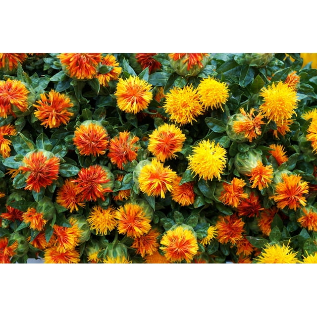 Seedville 300 Safflower Flower Seeds, Carthamus Tinctorius, Yellow ...