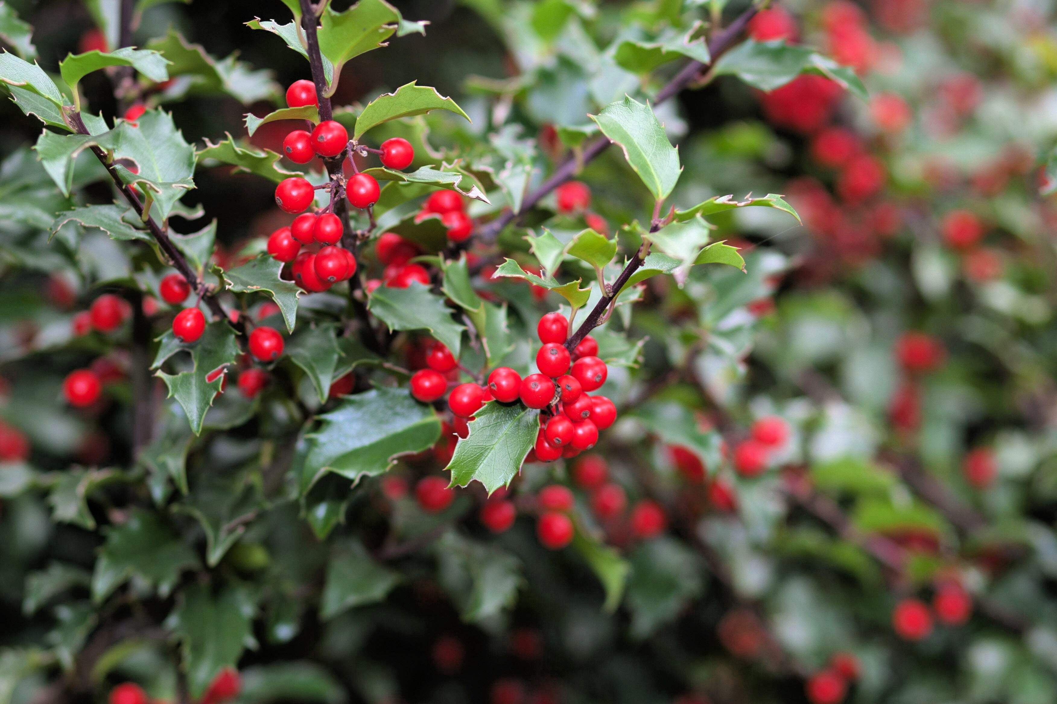 40 ENGLISH HOLLY Ilex Aquifolium aka European Common or Christmas Holly ...