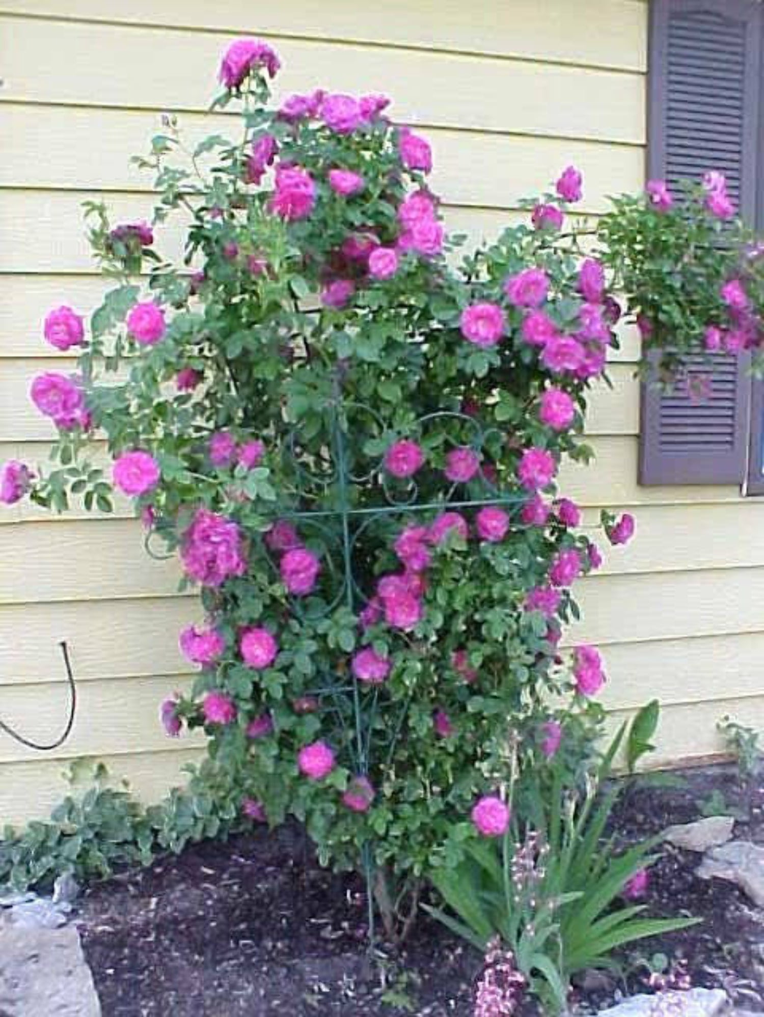 5 Pack Purple Climbing Rose Rosa Bush, Vine Climber Plant with Fragrant ...