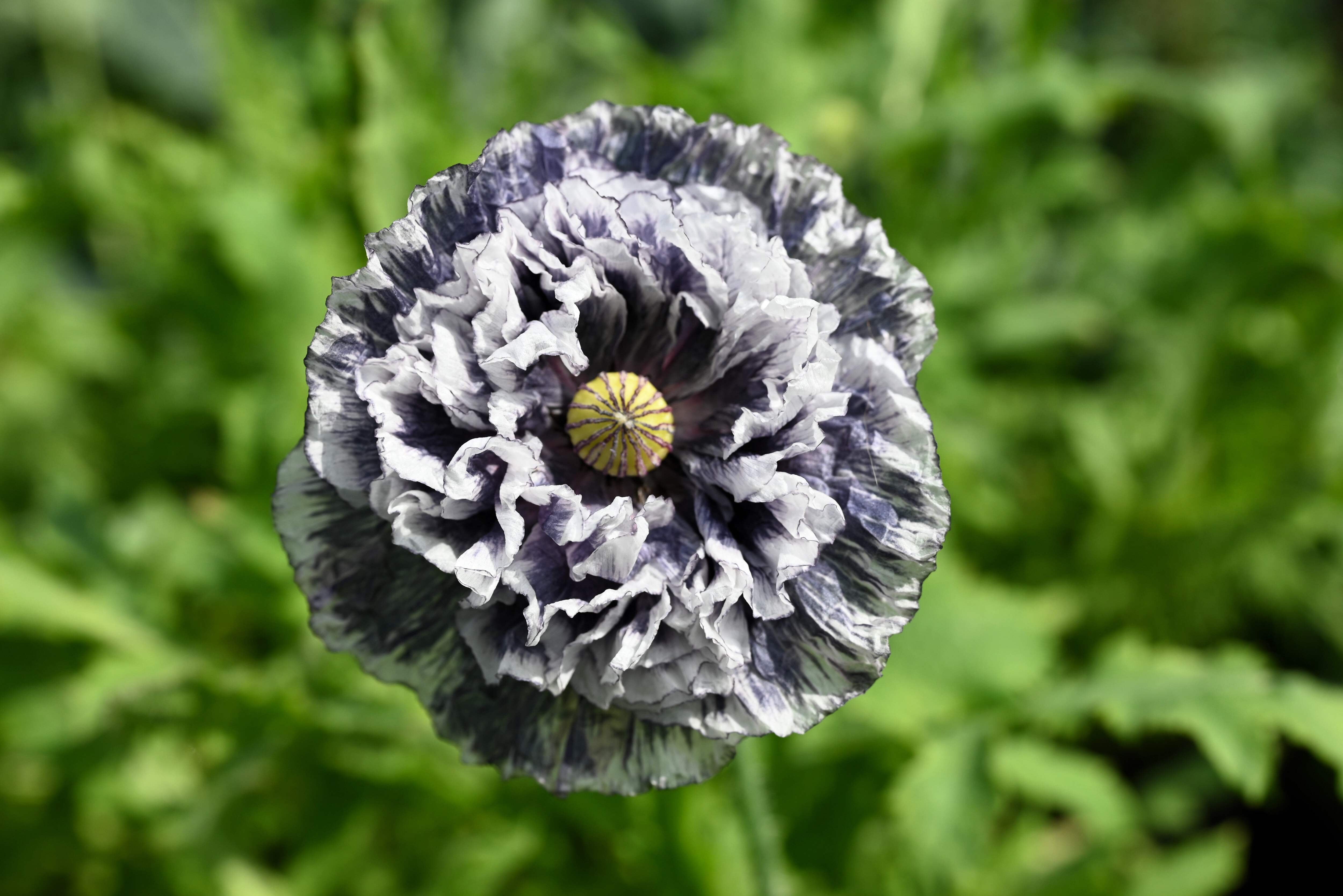Seedville 50 Amazing Grey Poppy Shirley Poppy Flower Seed - Walmart.com