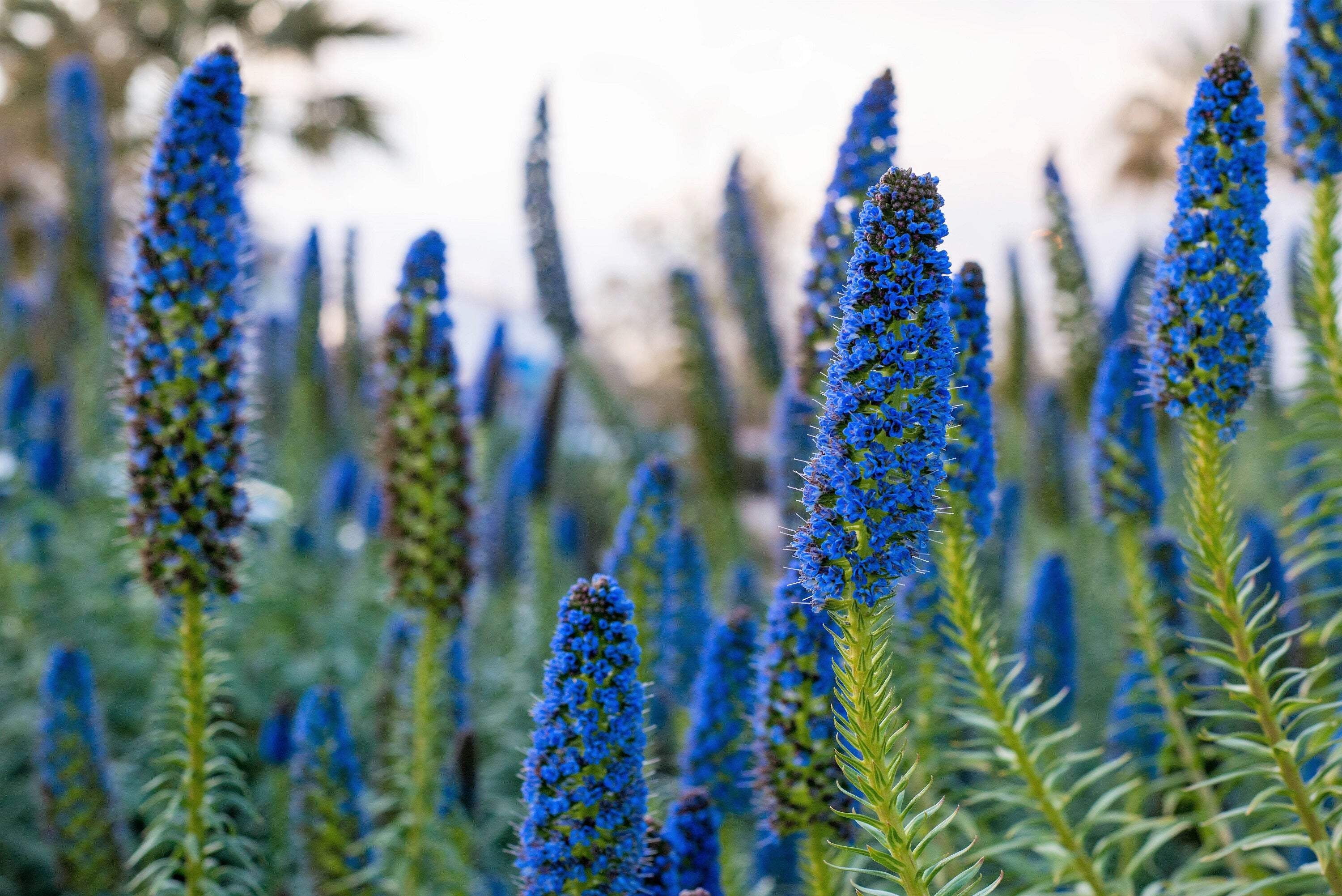 40 Blue PRIDE OF MADEIRA Echium Candicans Fastuosum Nectar Flower Seeds ...