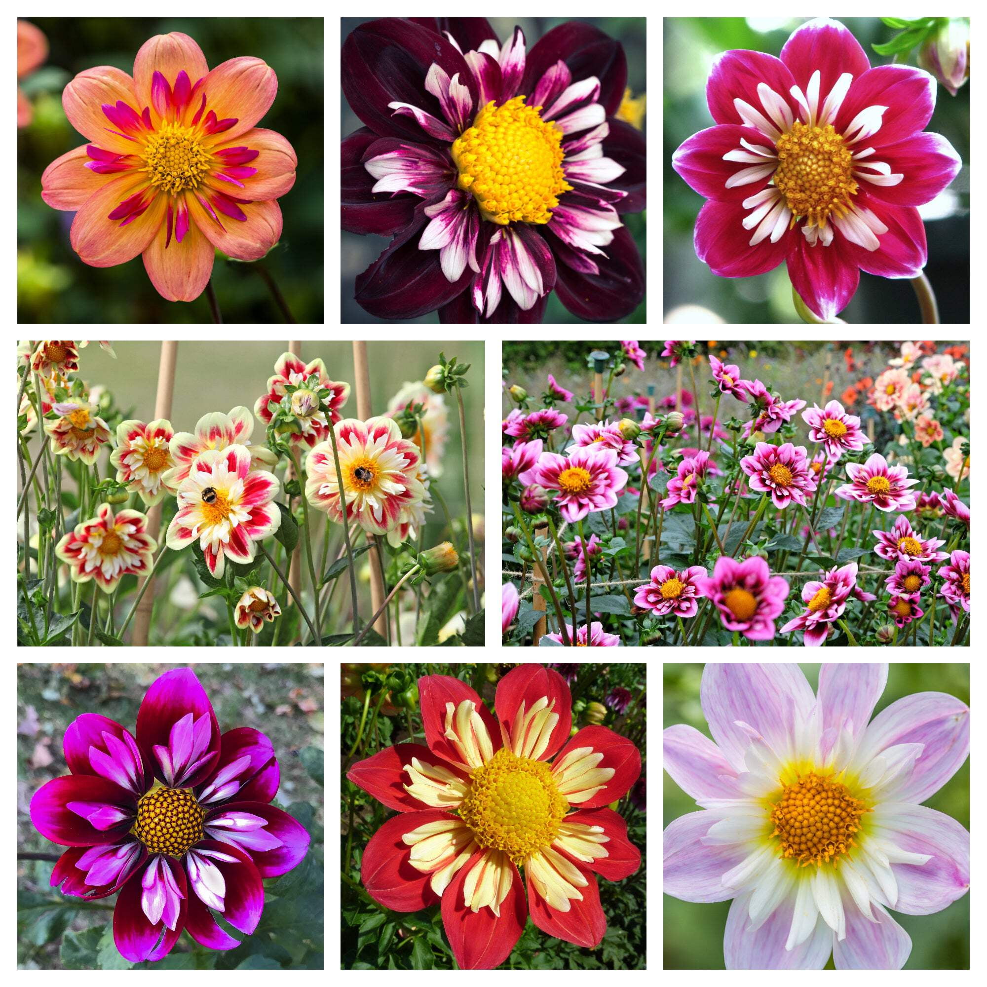 Seedville USA Collarette Dahlia Flower Seeds, Mixed Colors, Two-Tone ...