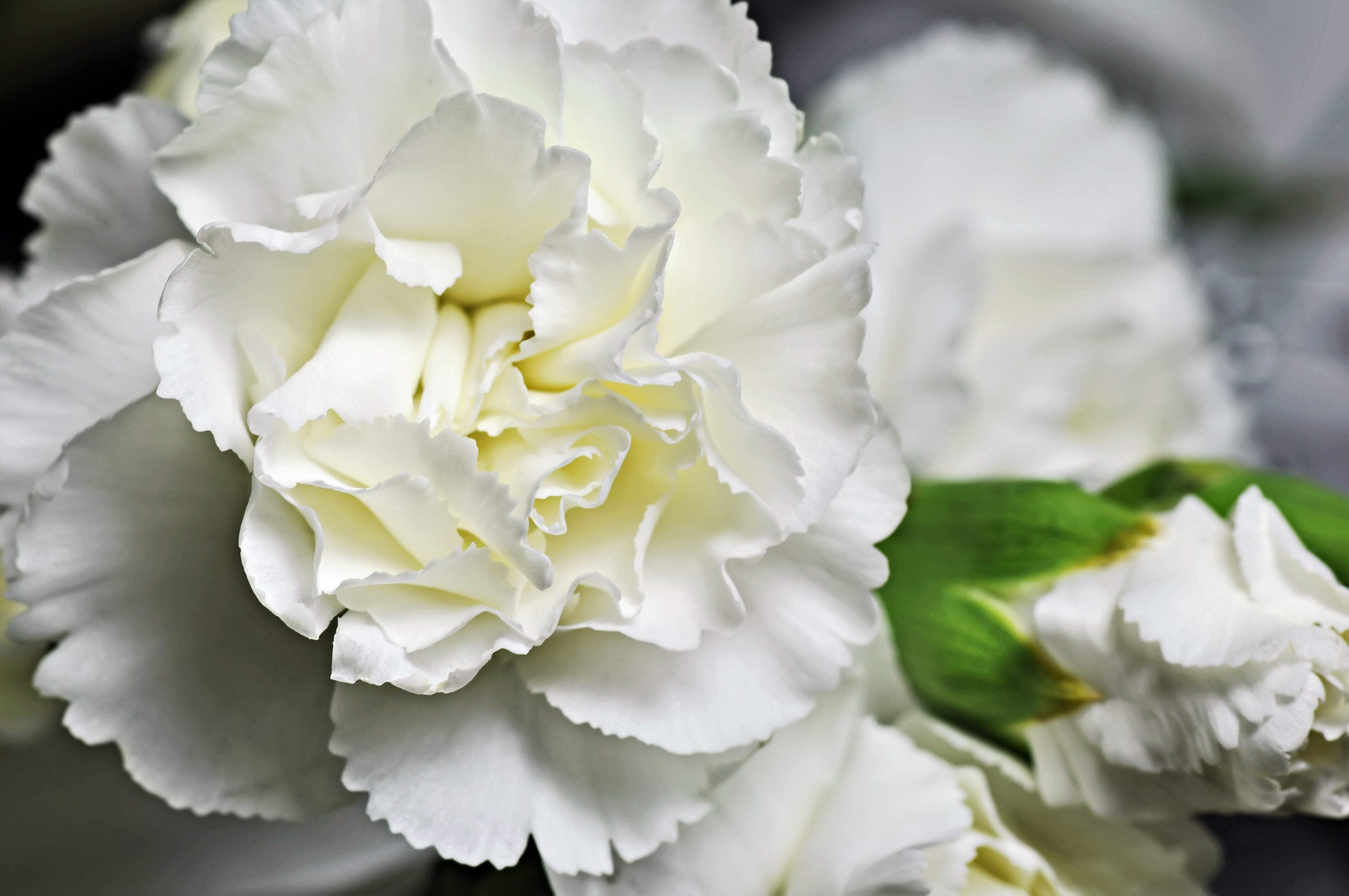 Seedville 50 Dianthus Caryophyllus Grenadin Flower Seeds - Walmart ...