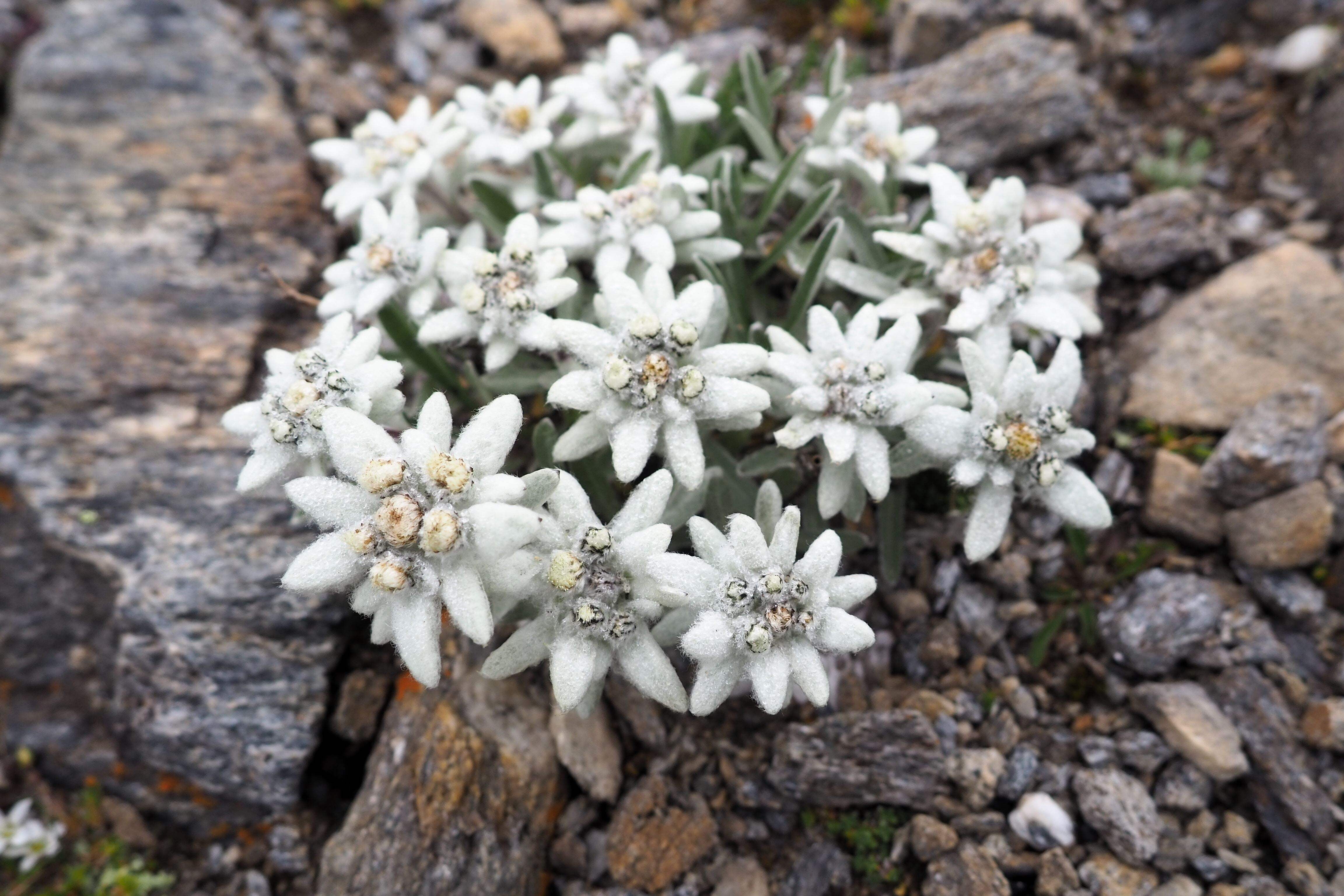 Seedville 50 Edelweiss Leontopodium Alpinum White Flower Plant Seeds ...