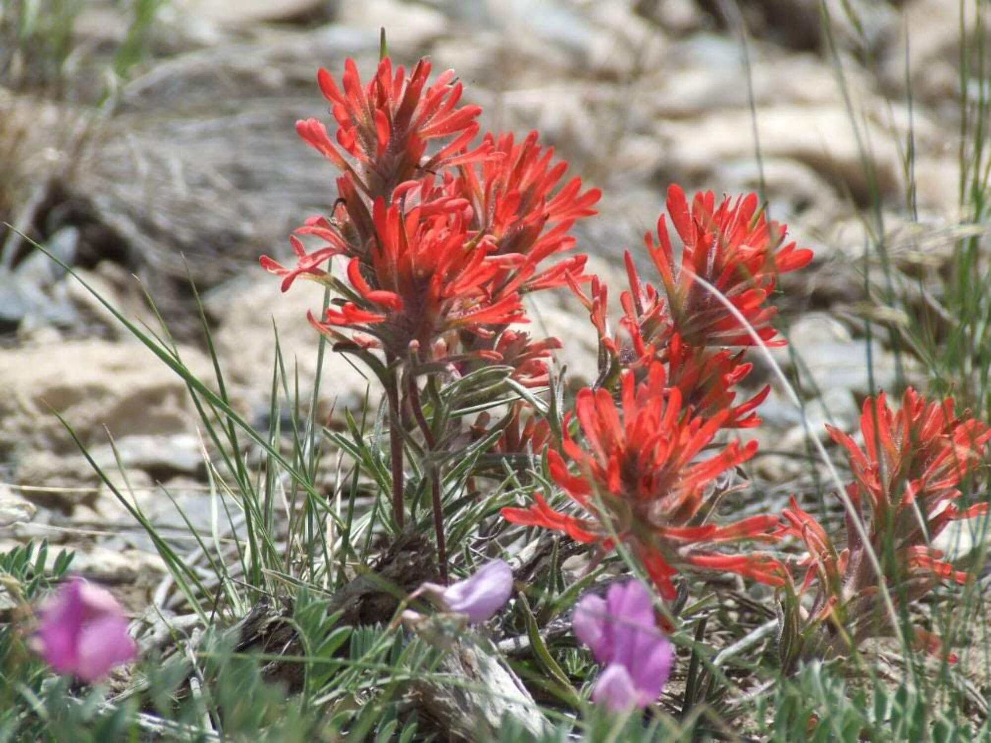 Seedville 50 Indian Paintbrush Plant Seeds, Plant Seeds, Crimson Red ...
