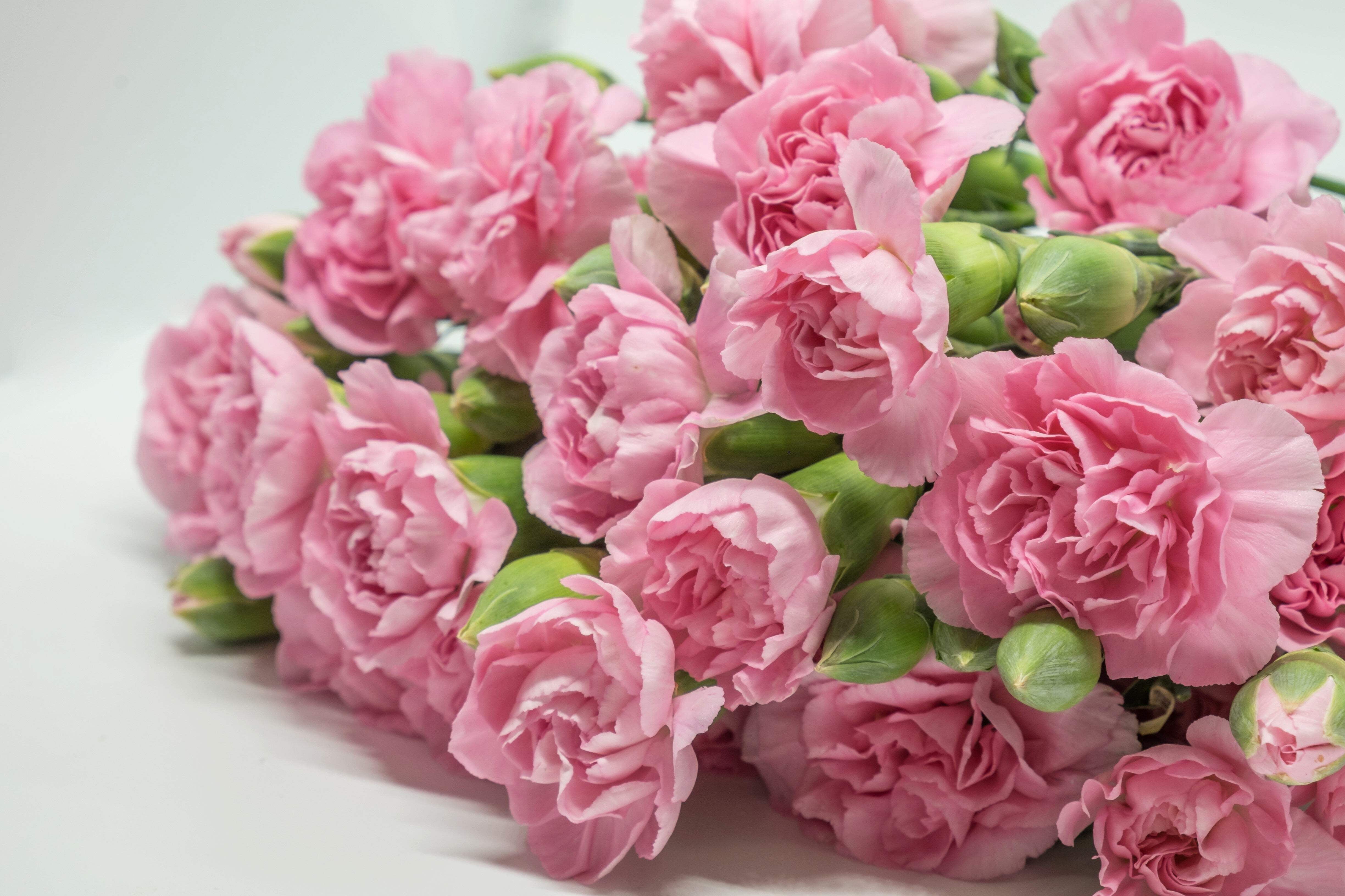 Seedville 50 La France Pink Carnation Seeds, Dianthus Caryophyllus ...