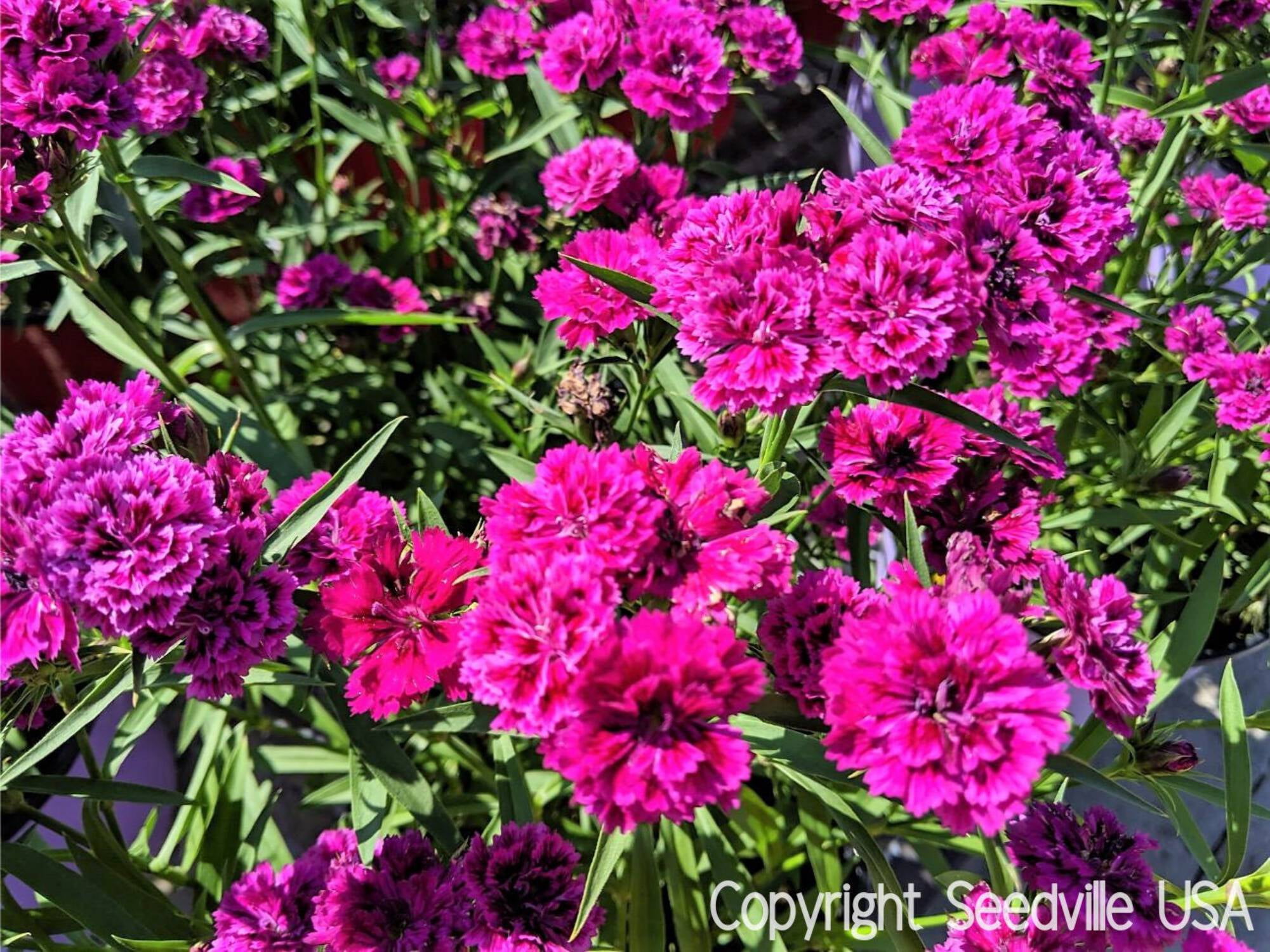 Seedville USA Magenta Carnation Seeds, Fragrant Flowers, Attracts Bees ...
