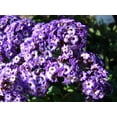50 Blue MARINE HELIOTROPE Heliotropium Arborescens Flower Seeds ...