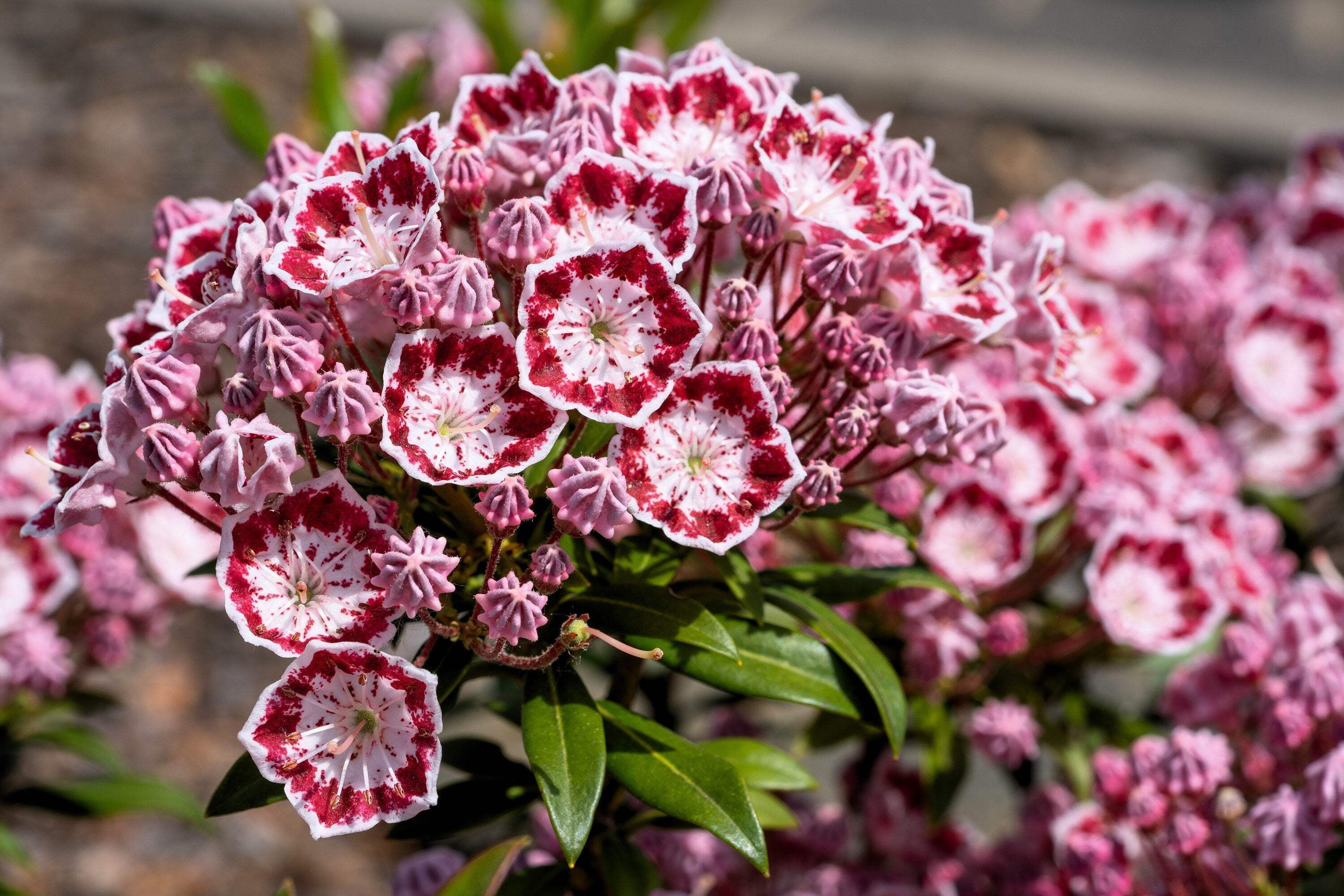 "Seedville USA, 50 Mountain Laurel Seeds, White Pink Red Flowers ...