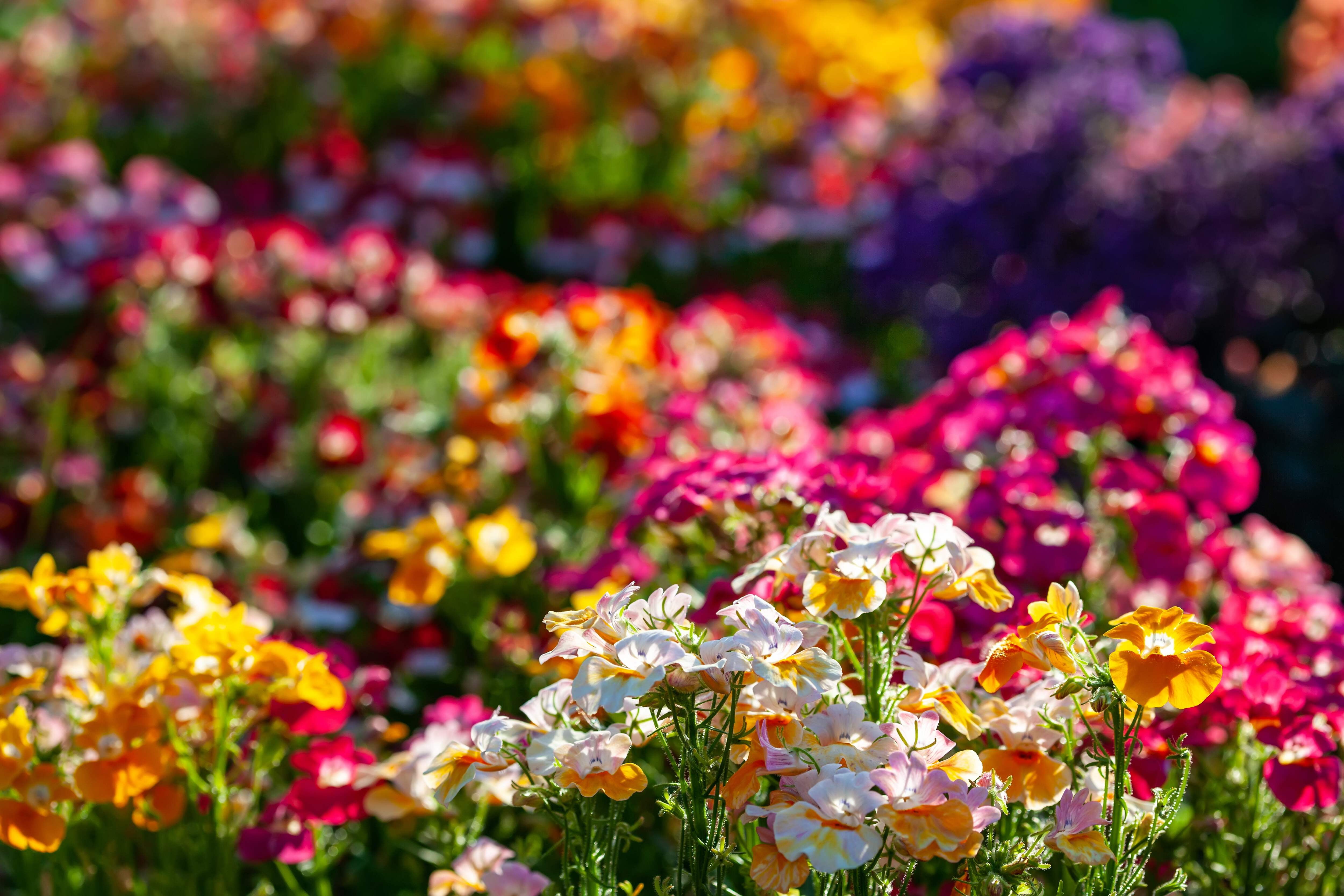 Seedville 50 Nemesia Strumosa Flower Seeds, Mixed Colors - Walmart.com