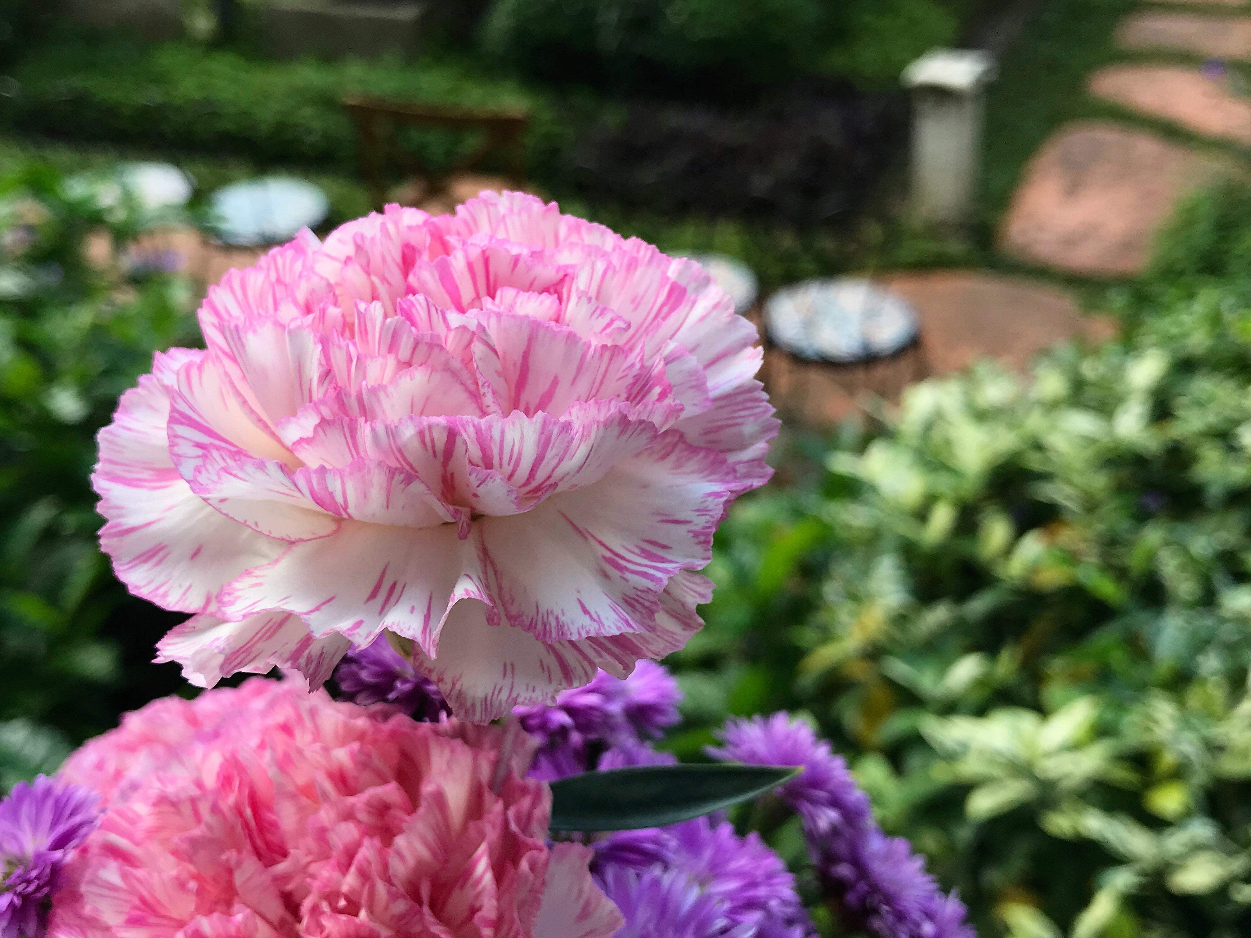 Seedville USA Picotee Mix Carnation Seeds, Bicolor Striped Blooms ...