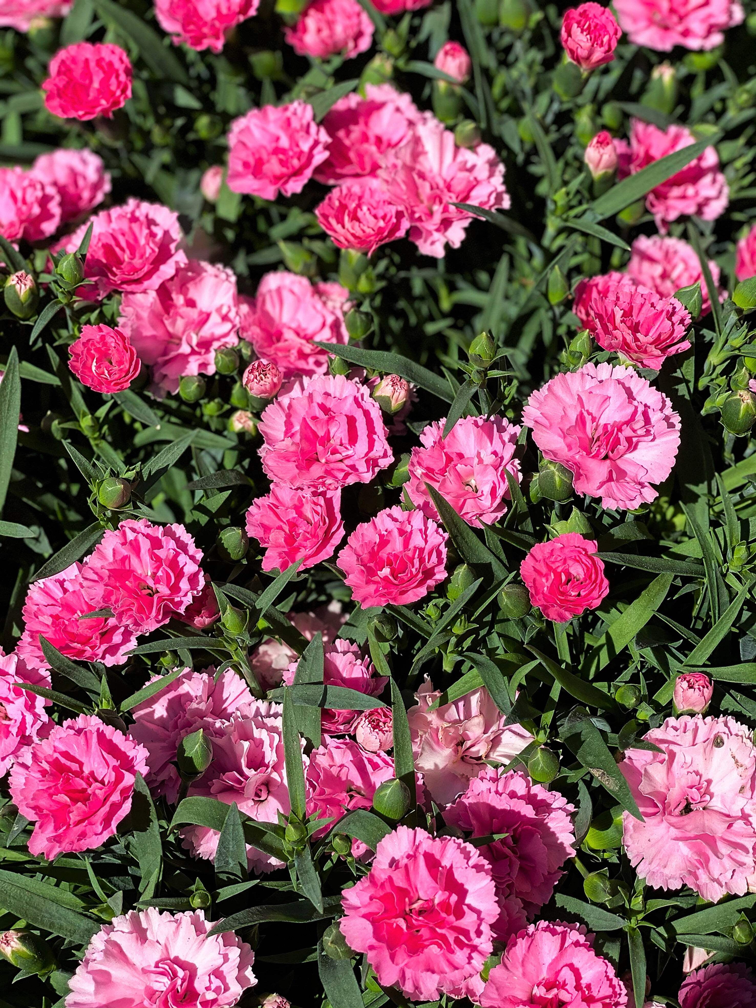 Seedville 50 Pink Rose Carnation (Dianthus Caryophyllus Grenadin) Plant ...