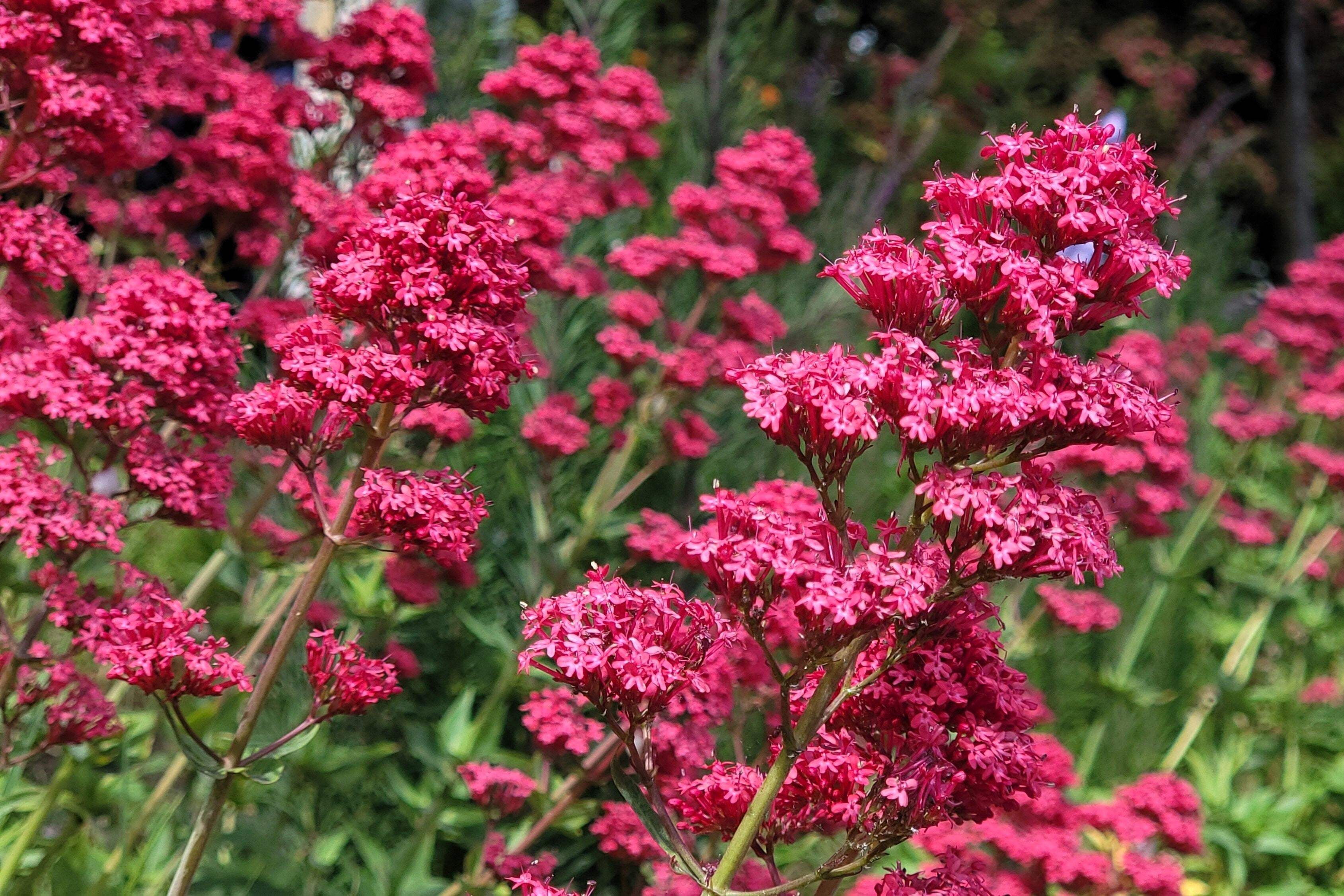 Seedville 50 Red Jupiter's Beard Valerian Flower Seeds - Walmart.com