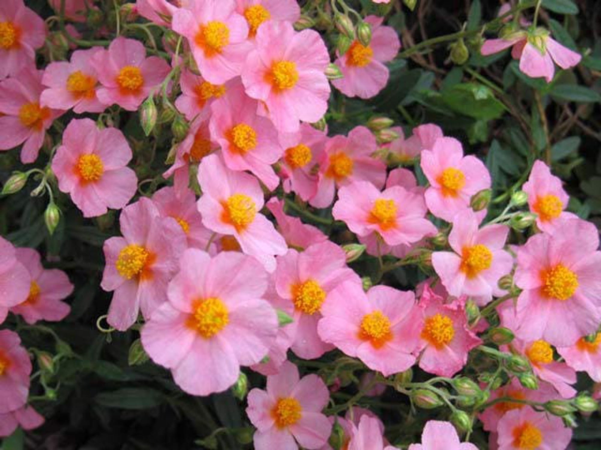 50 Mixed Colors Rock Rose Sunrose Planting Seeds, Helianthemum Mutabile ...