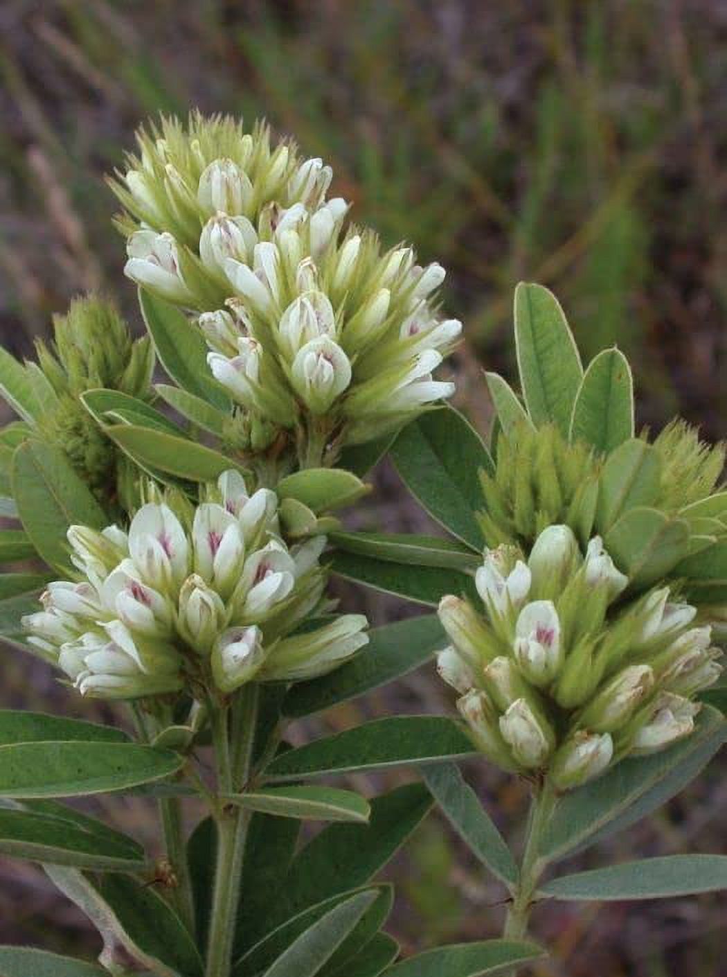 Seedville 50 Round Headed Bush Clover Plant Seed, Silvery leaves ...