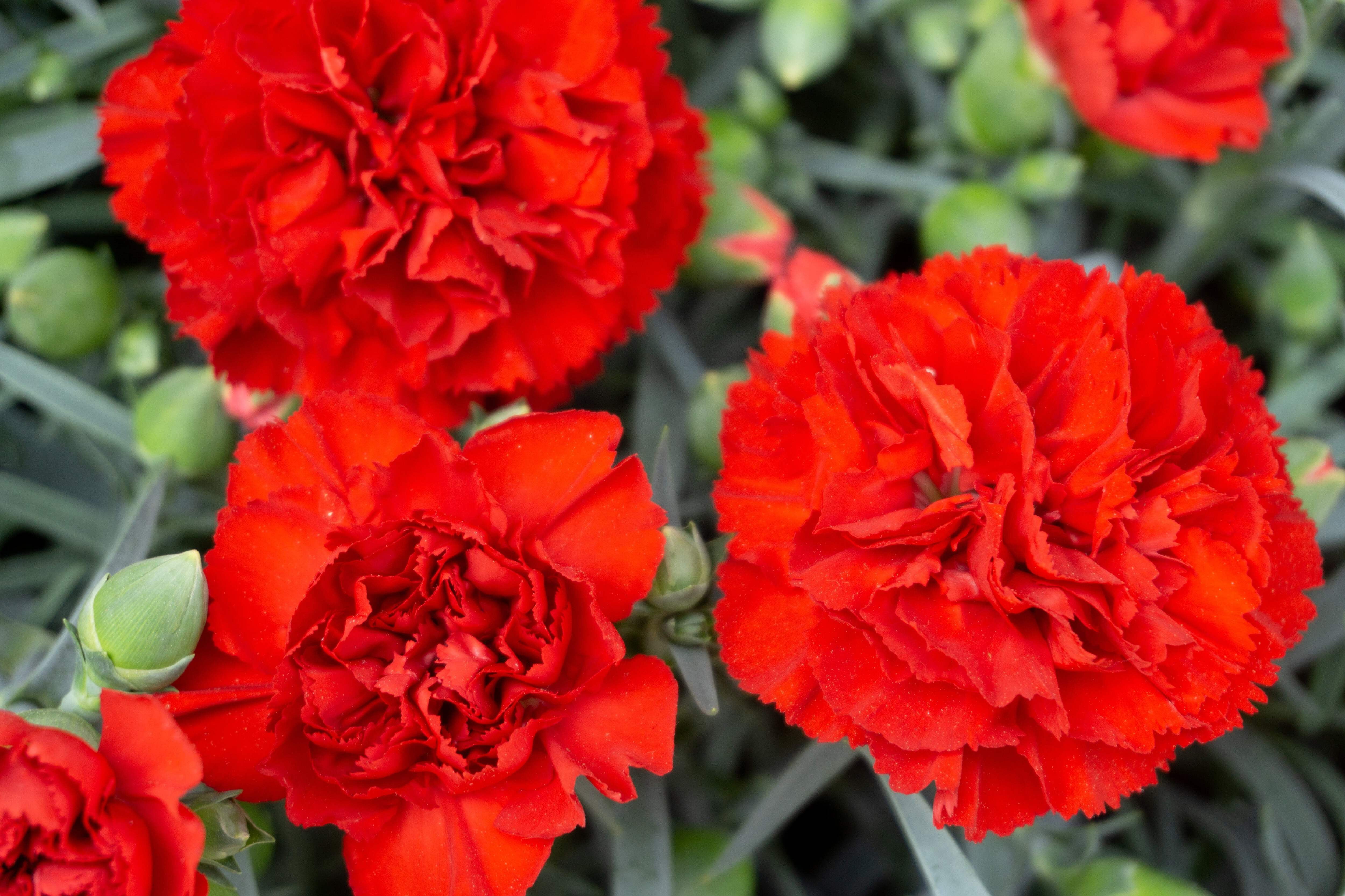 Seedville 50 Scarlet Red Carnation Flower Seeds - Walmart.com