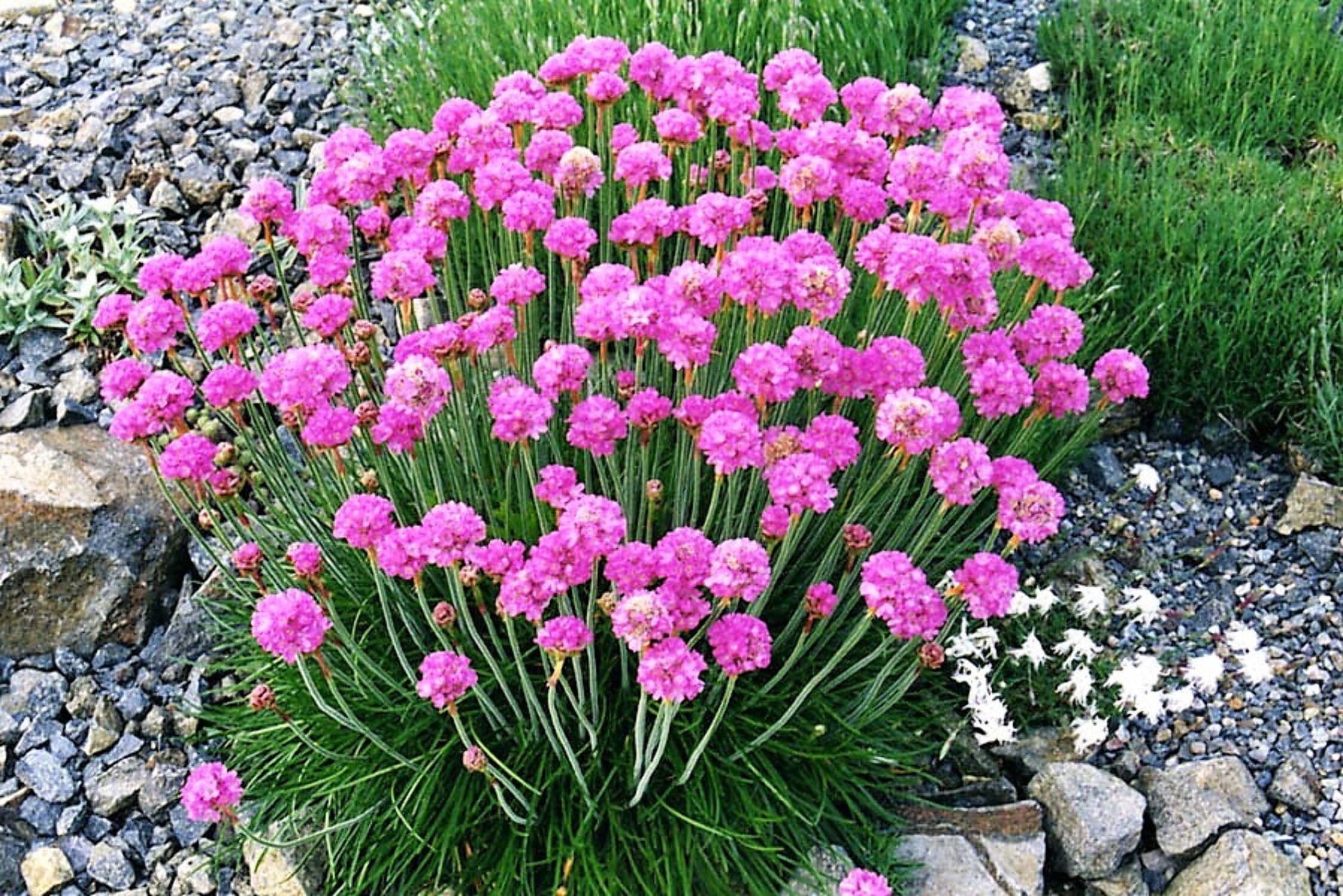 Seedville 50 Sea Thrift Flower Seeds, Native Maritime Flower - Walmart.com