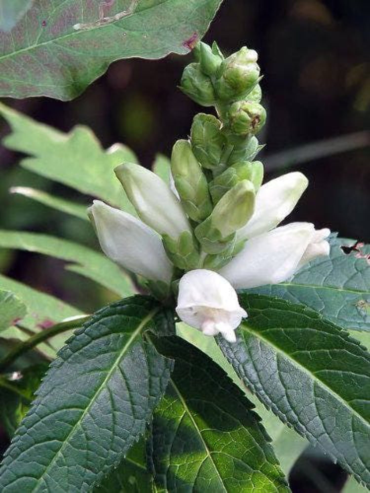 50 WHITE TURTLEHEAD Chelone Glabra Flower Seeds - Walmart.com