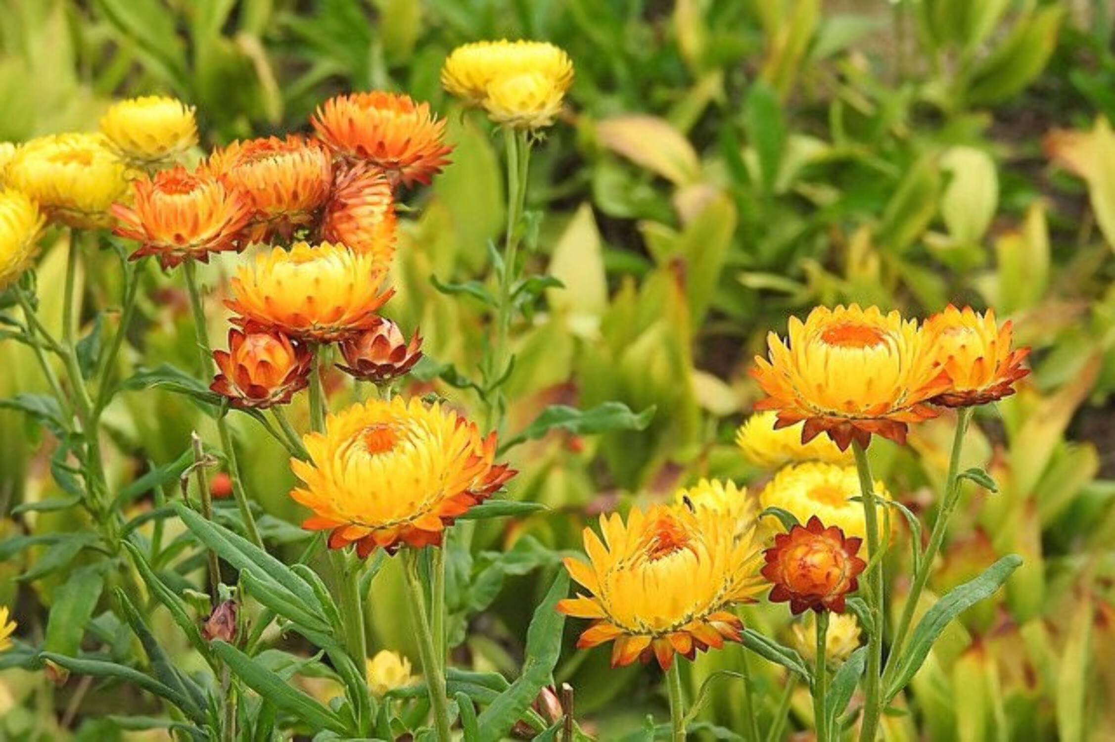 Seedville 50 Yellow Strawflower Flower Seeds - Walmart.com
