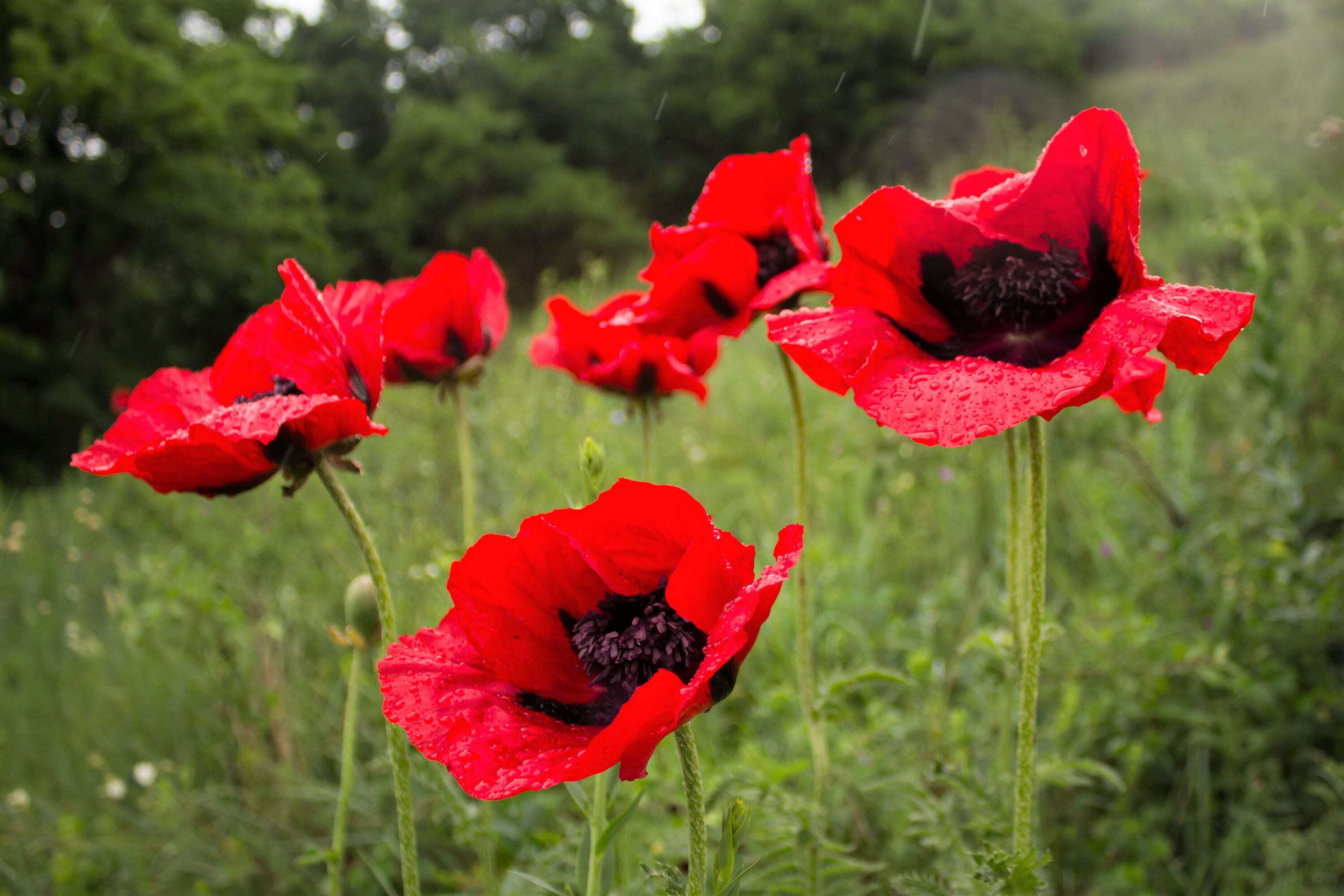 500 Seeds GREAT SCARLET POPPY Papaver Orientale Bracteatum aka Great ...