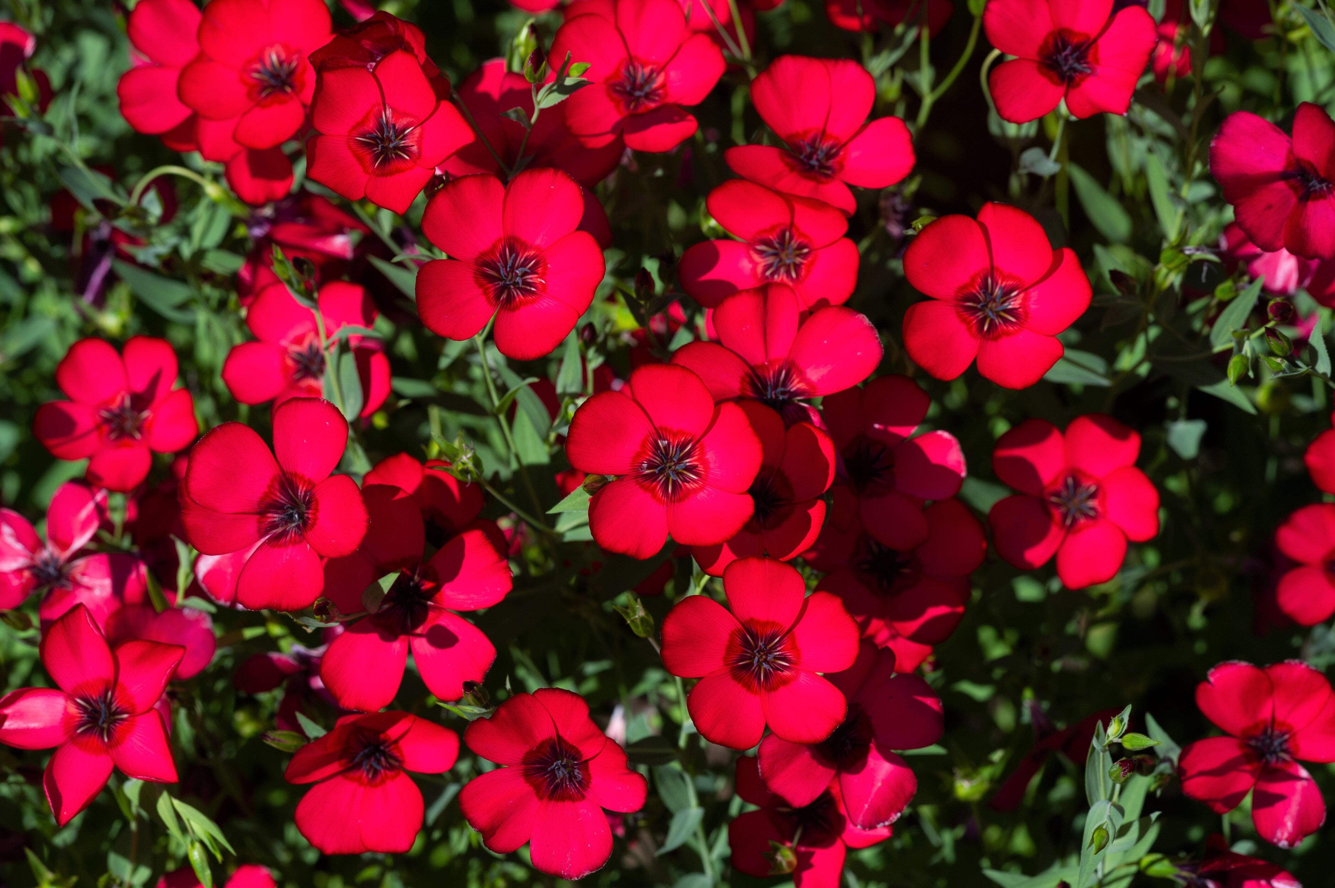 Seedville 500 Linum Grandiflorum Rubrum Flower Seed - Walmart.com